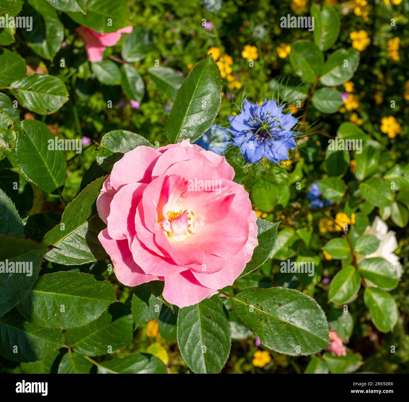 Pink roses and blue love in a mist (Nigella damascena) flowers in small ...