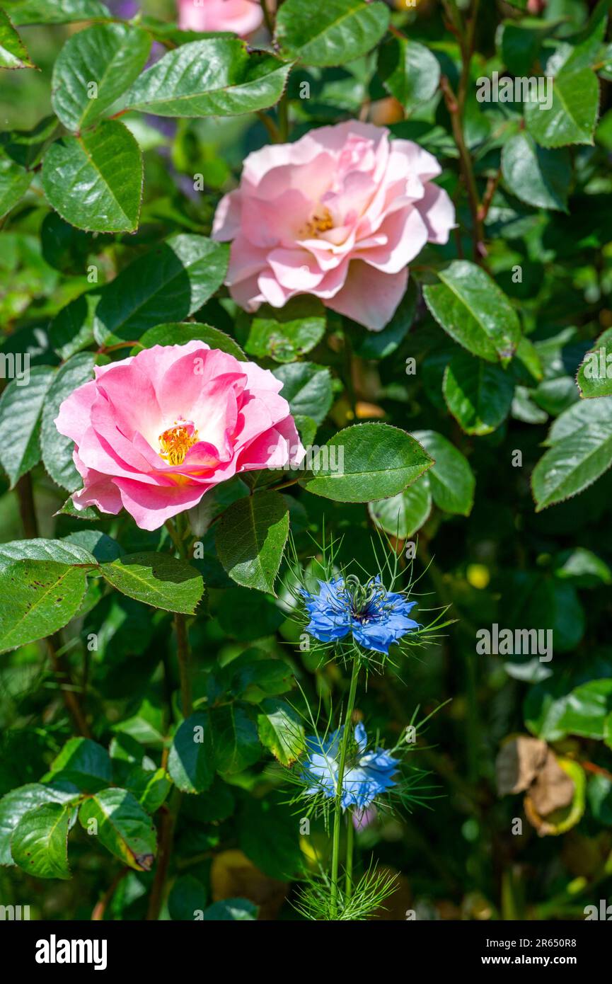Pink roses and blue love in a mist (Nigella damascena) flowers in small ...