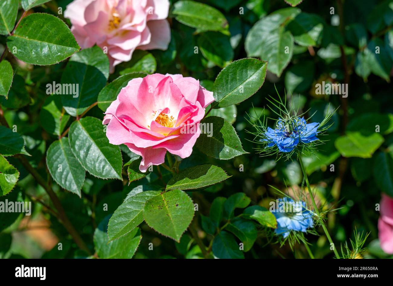 Pink roses and blue love in a mist (Nigella damascena) flowers in small ...