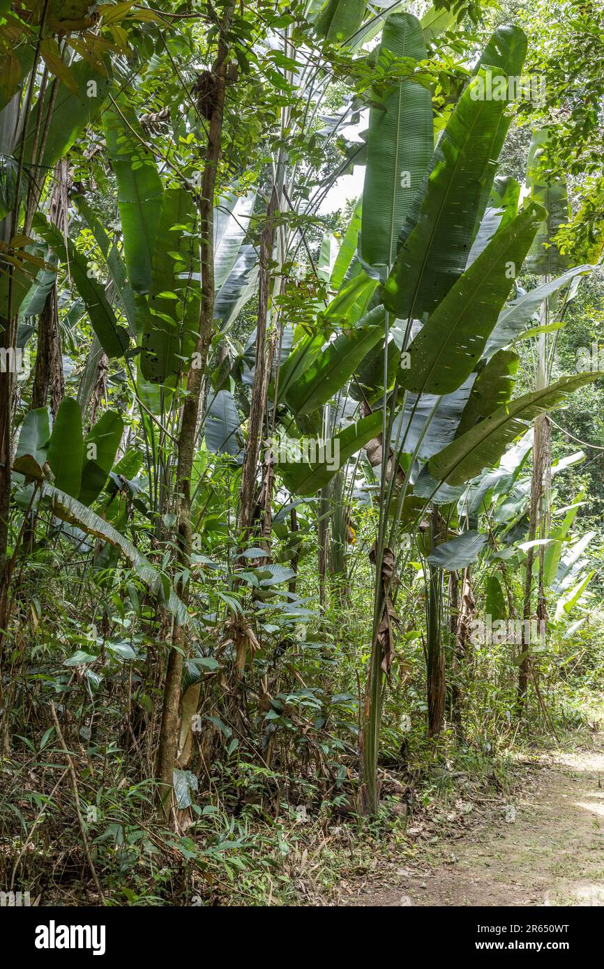 Guyana iwokrama canopy hi-res stock photography and images - Alamy