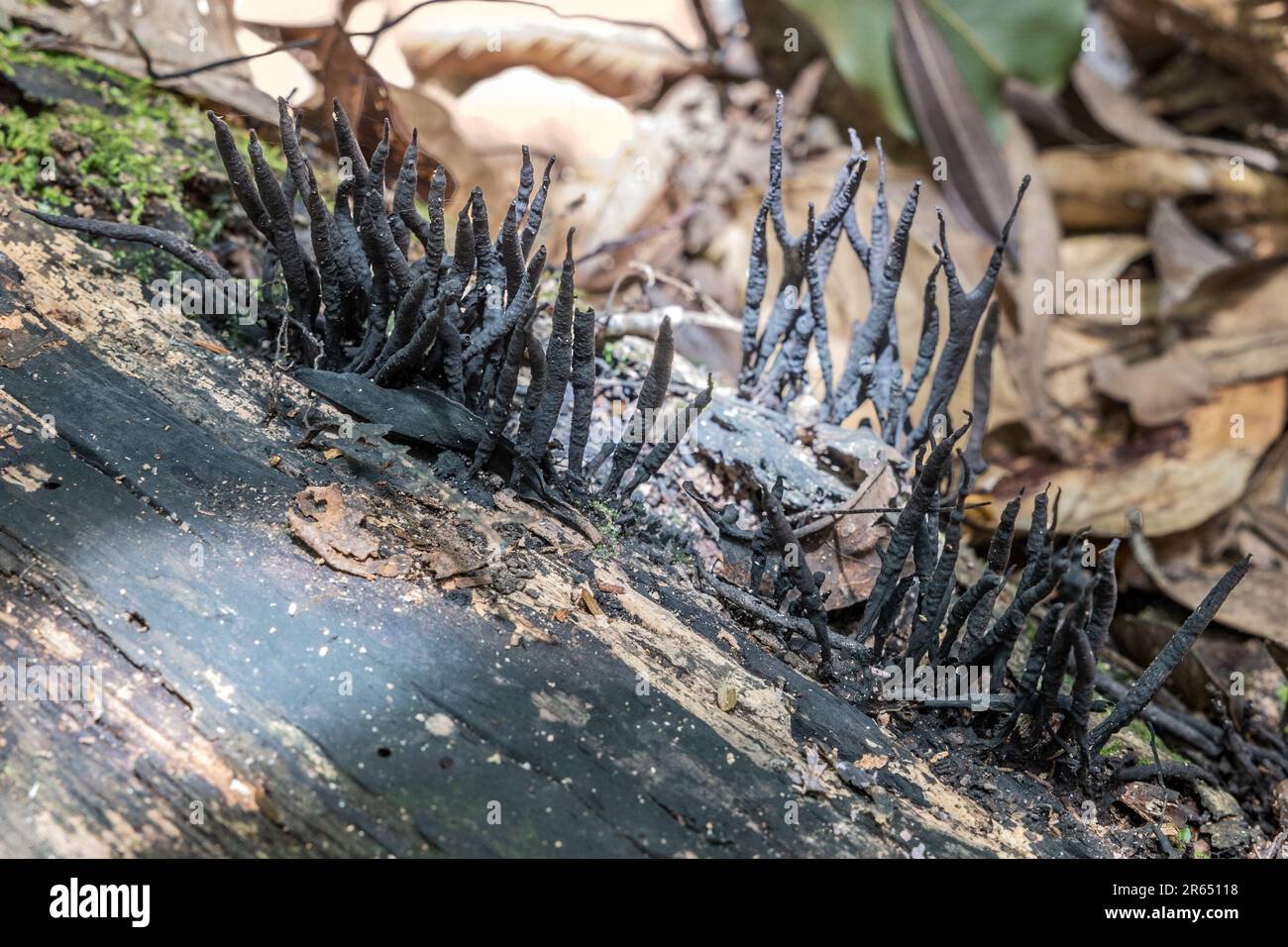 Xylaria sp., Candlestick Fungus, Iwokrama Rainforest, Potaro-Siparuni ...