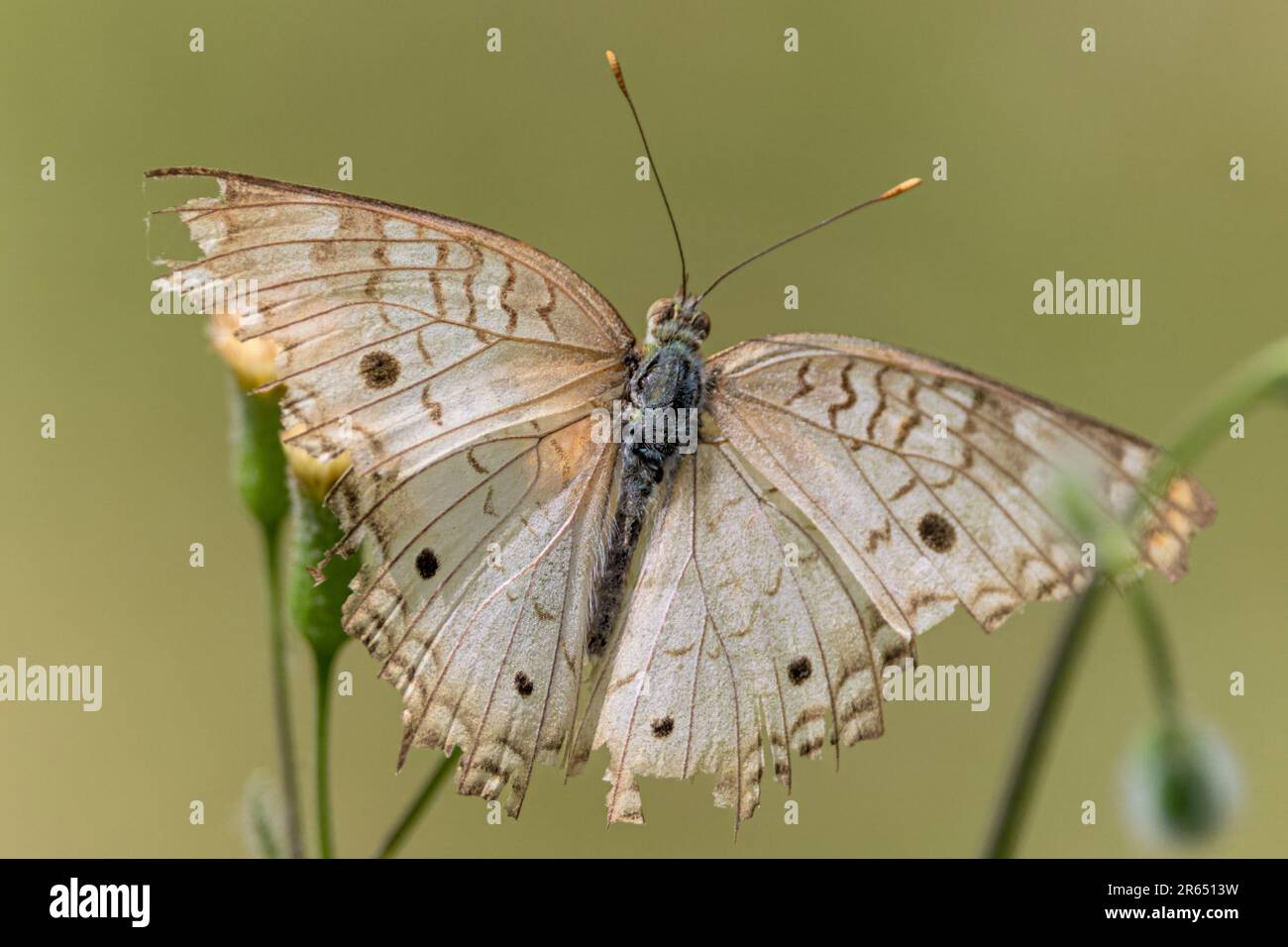 White Peacock Butterfly, tattered, feeding, Anartia jatrophae, Atta ...