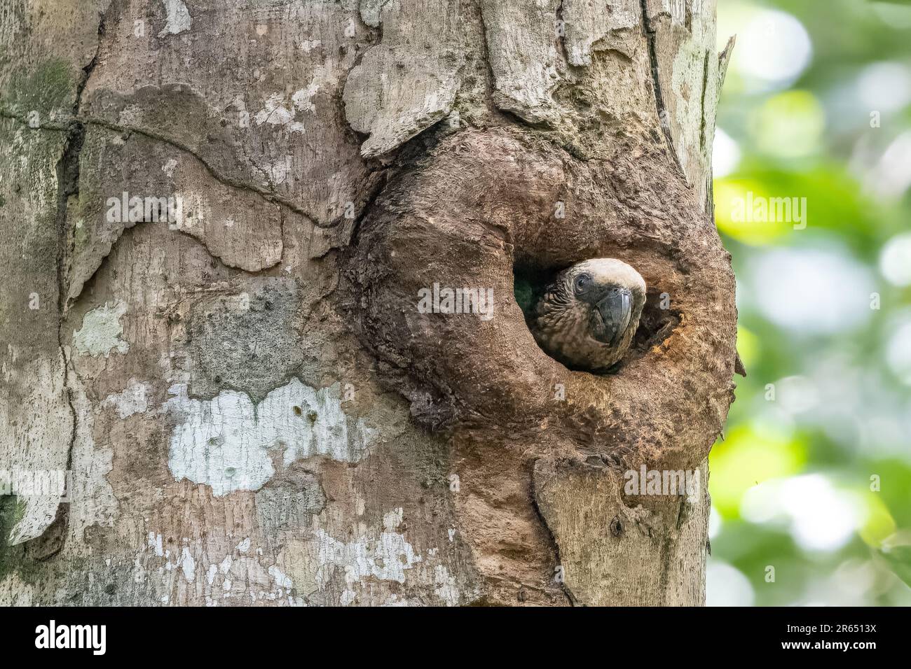 Red-fan Parrot in nest, hole in tree, Iwokrama Rainforest, Potaro ...