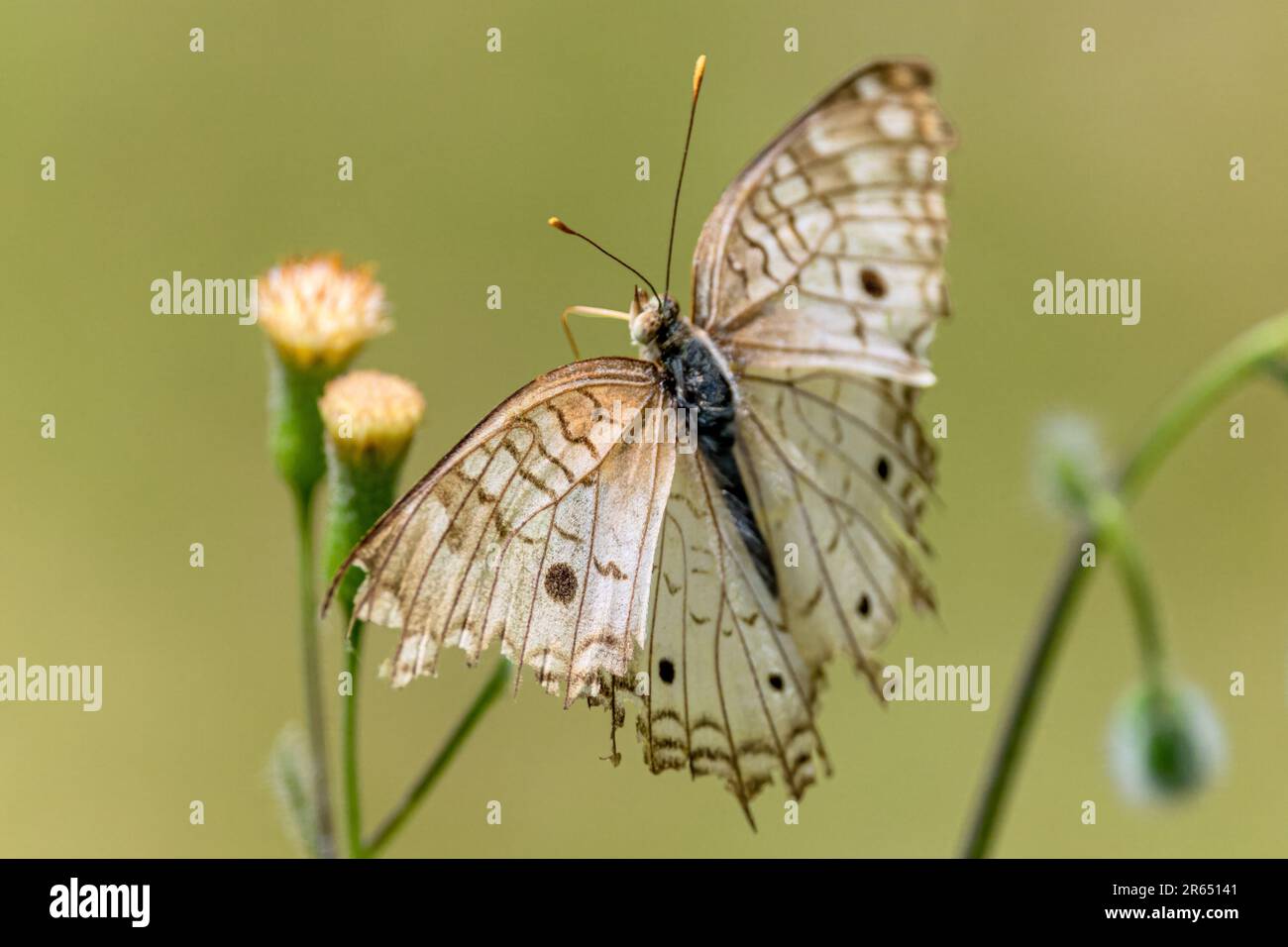 White Peacock Butterfly, tattered, feeding, Anartia jatrophae, Atta ...