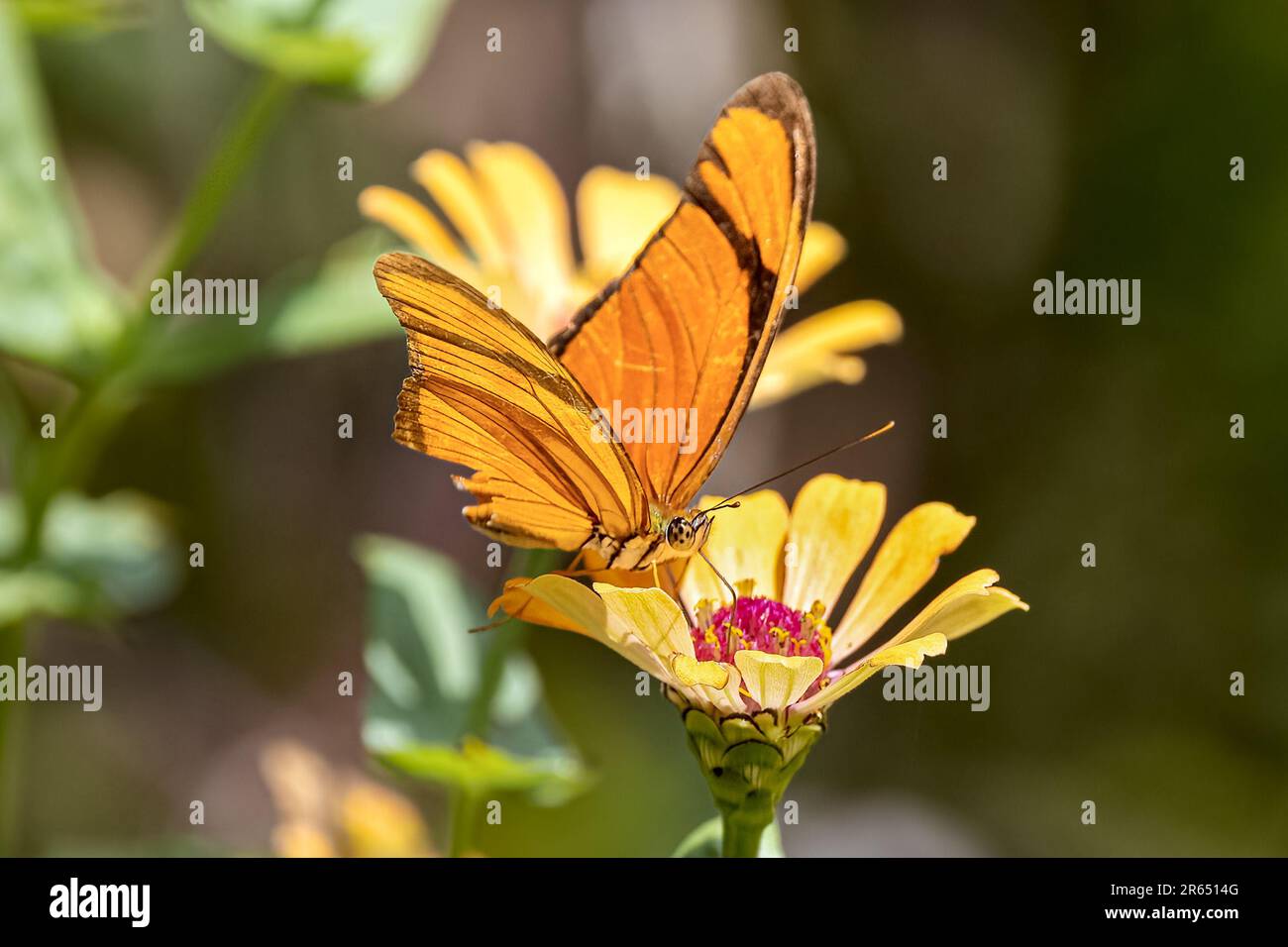 Dryas iulia Butterfly, aka Julia butterfly, Julia heliconian, the flame ...