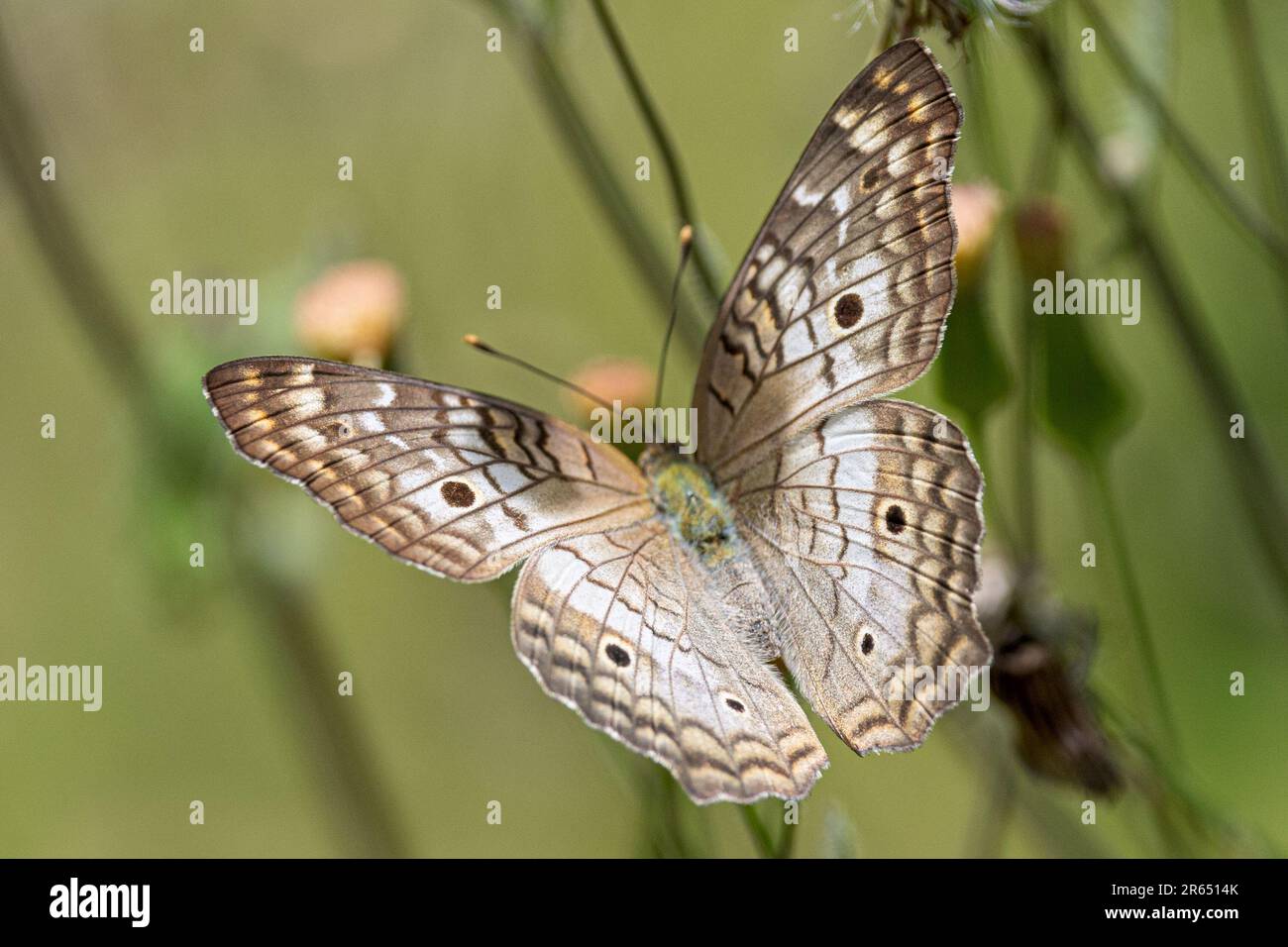 White Peacock Butterfly, flying, Anartia jatrophae, Atta Rainforest ...