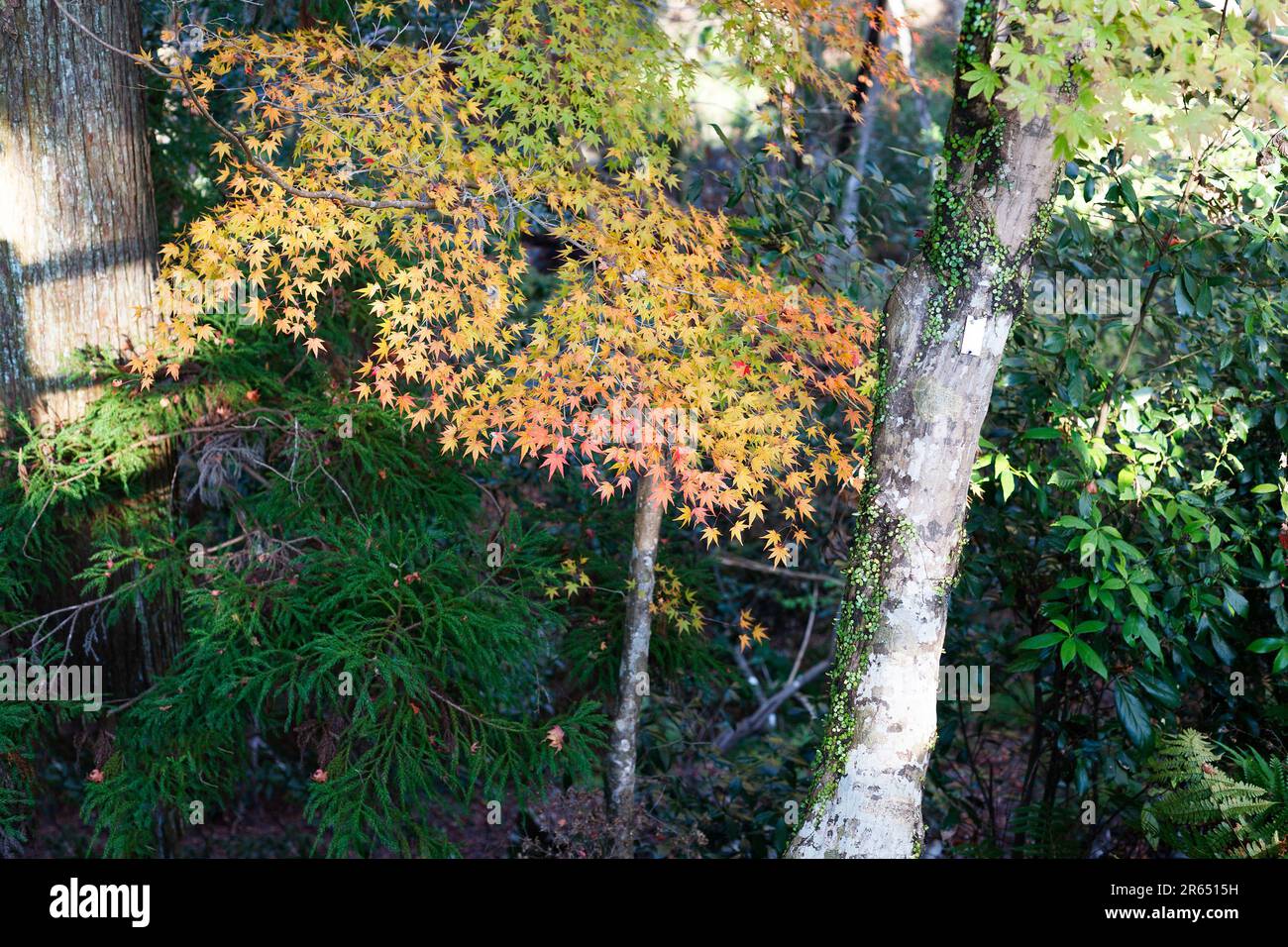 Autumn Leaves in Minoh Stock Photo - Alamy
