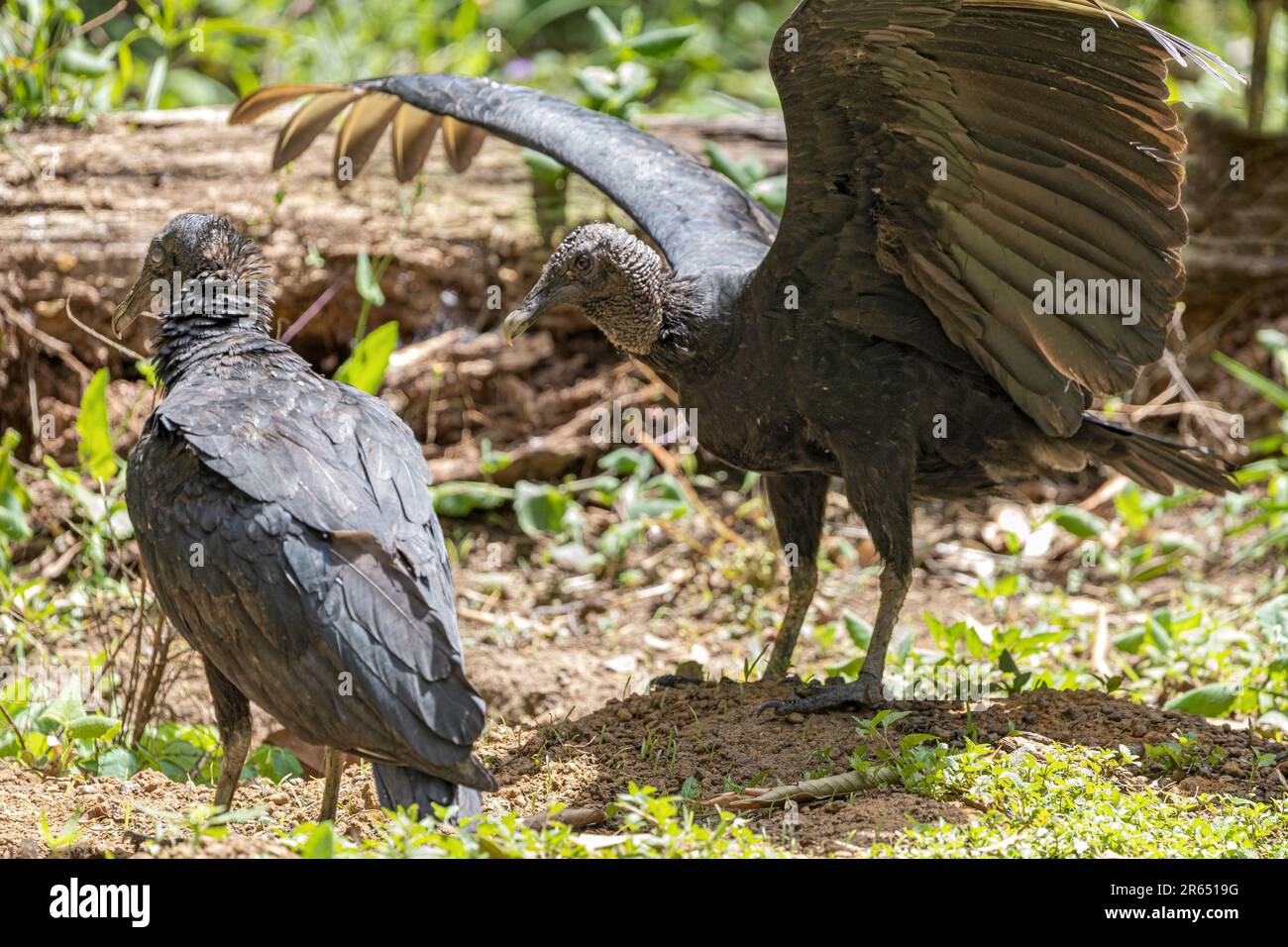 Black Vulture, spread-winged posture, sunbathing, Atta Rainforest Lodge ...