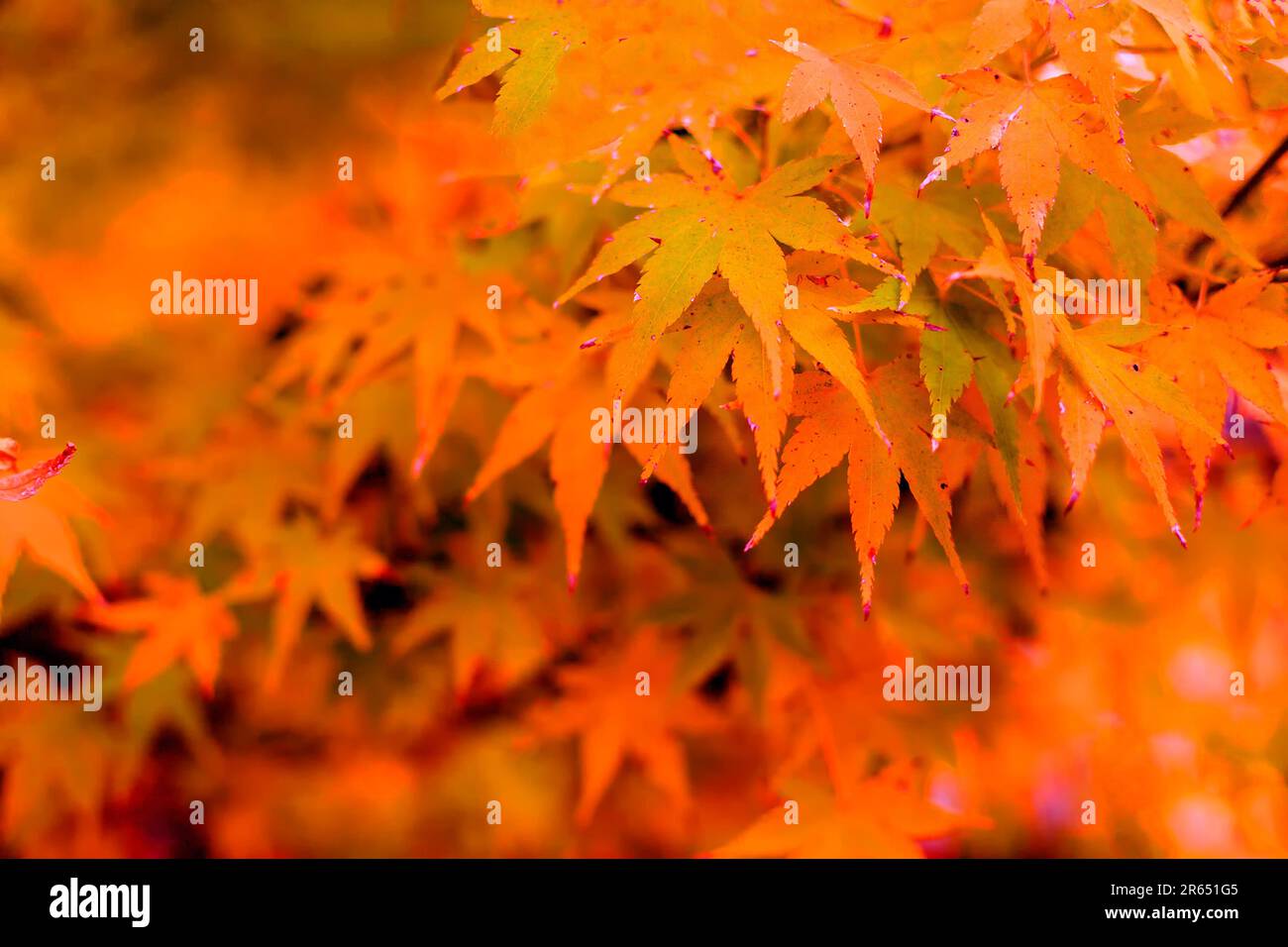 Minoo park maple leaf hi-res stock photography and images - Alamy