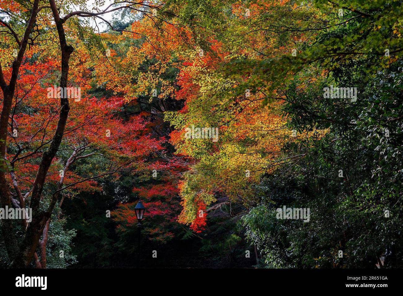 Autumn Trees in Color Stock Photo - Alamy