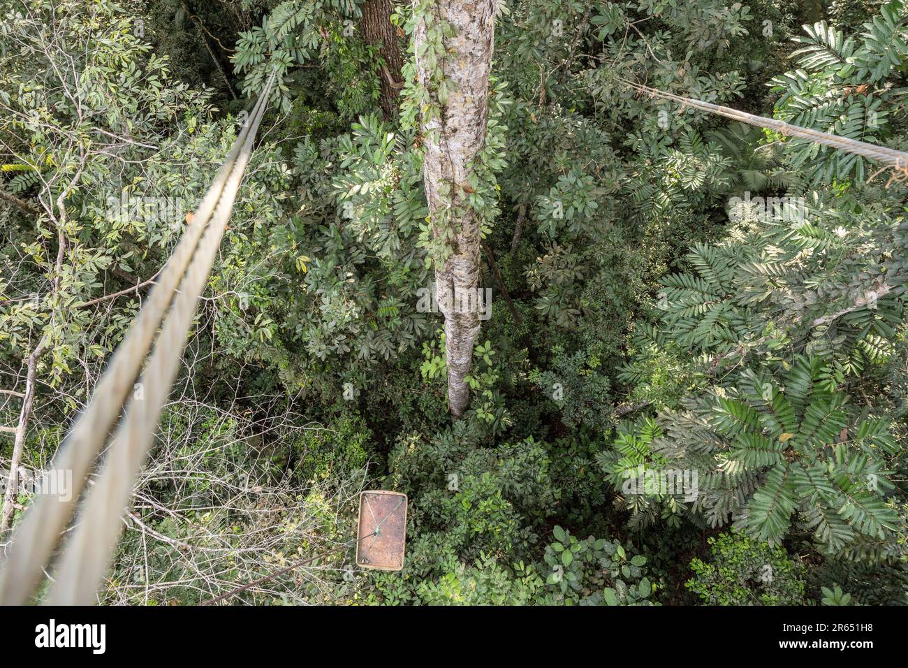 Canopy Walk, Atta Rainforest Lodge, Iwokrama Rainforest, Potaro ...