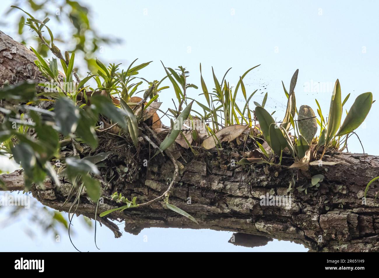 Plants growing on a bough, Canopy Walk, Atta Rainforest Lodge, Iwokrama ...