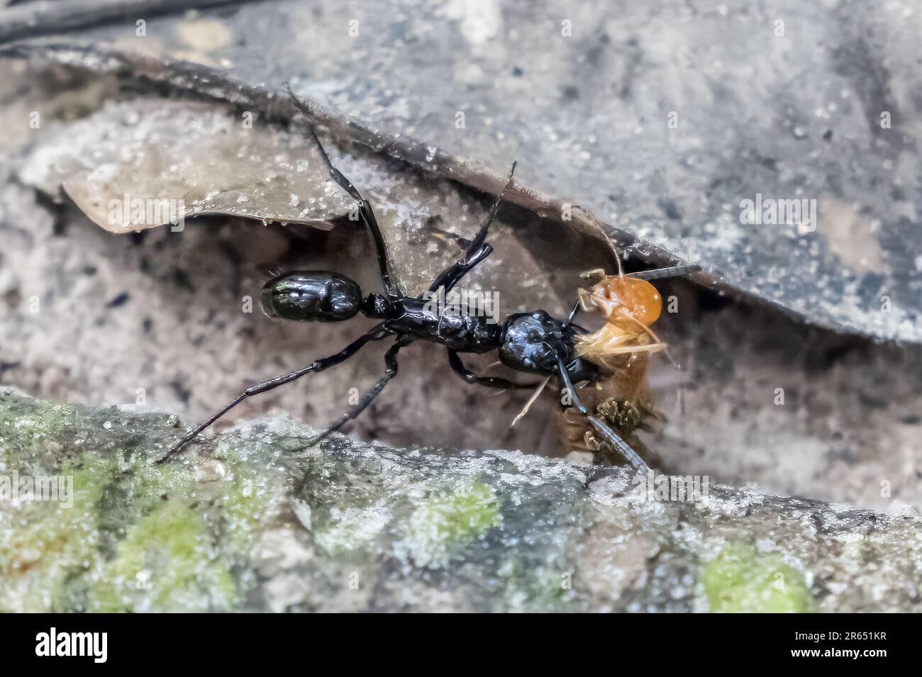 Bullet ant carrying prey (?termite), Iwokrama Rainforest, Potaro ...
