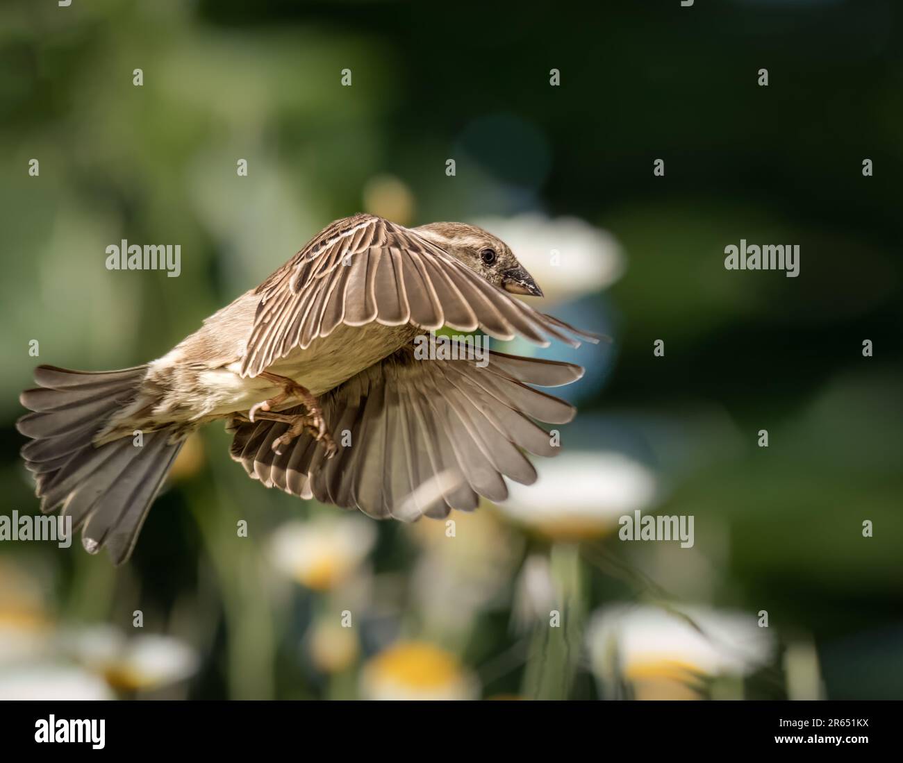 A closeup of a willow sparrow (Passer hispaniolensis) lying above ...