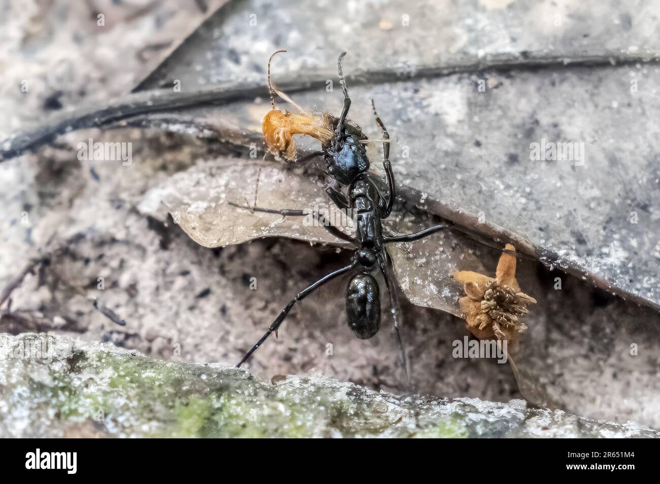 Bullet ant carrying prey (?termite), Iwokrama Rainforest, Potaro ...