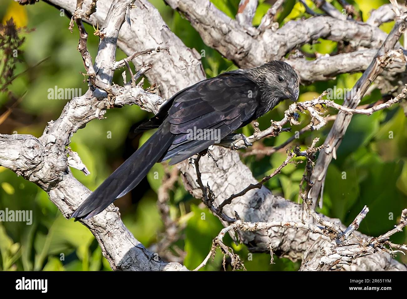 Smooth-billed Ani, Surama, Amerindian village, North Rupununi, Upper ...