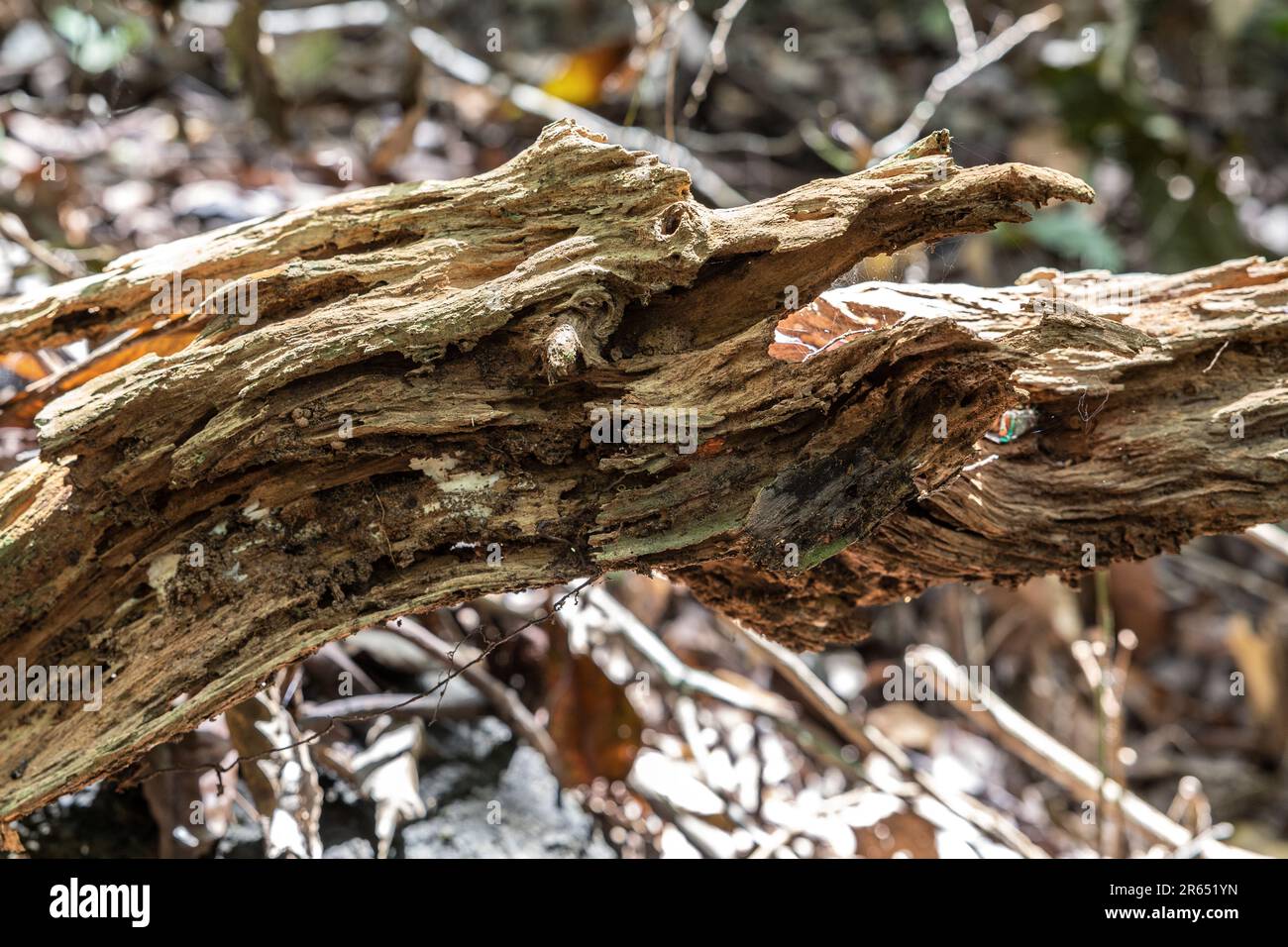 Decaying wood, Iwokrama Rainforest, Potaro-Siparuni, Guyana Stock Photo ...