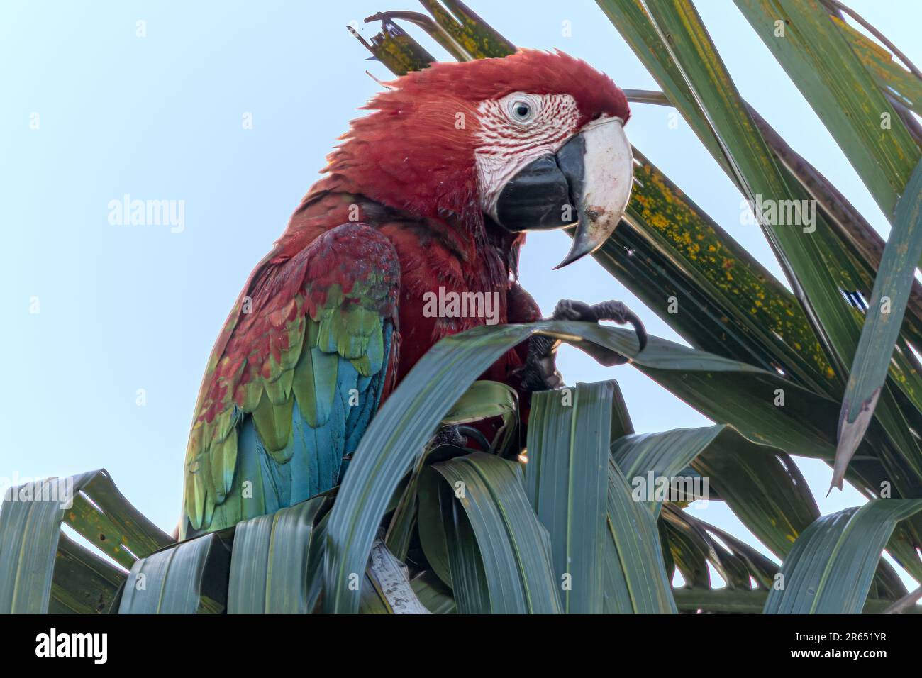 Macaw guyana hi-res stock photography and images - Alamy