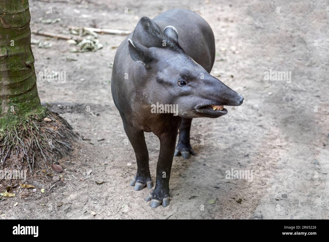 Surama amerindian village hi-res stock photography and images - Alamy