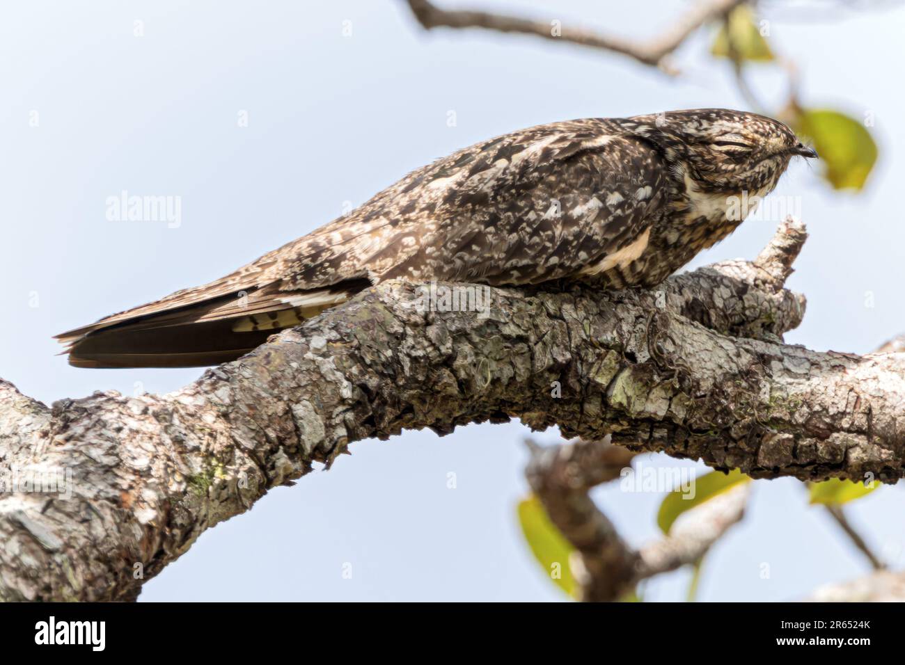 Ladder-tailed Nightjar, aka Nighthawk, Surama, Amerindian village ...