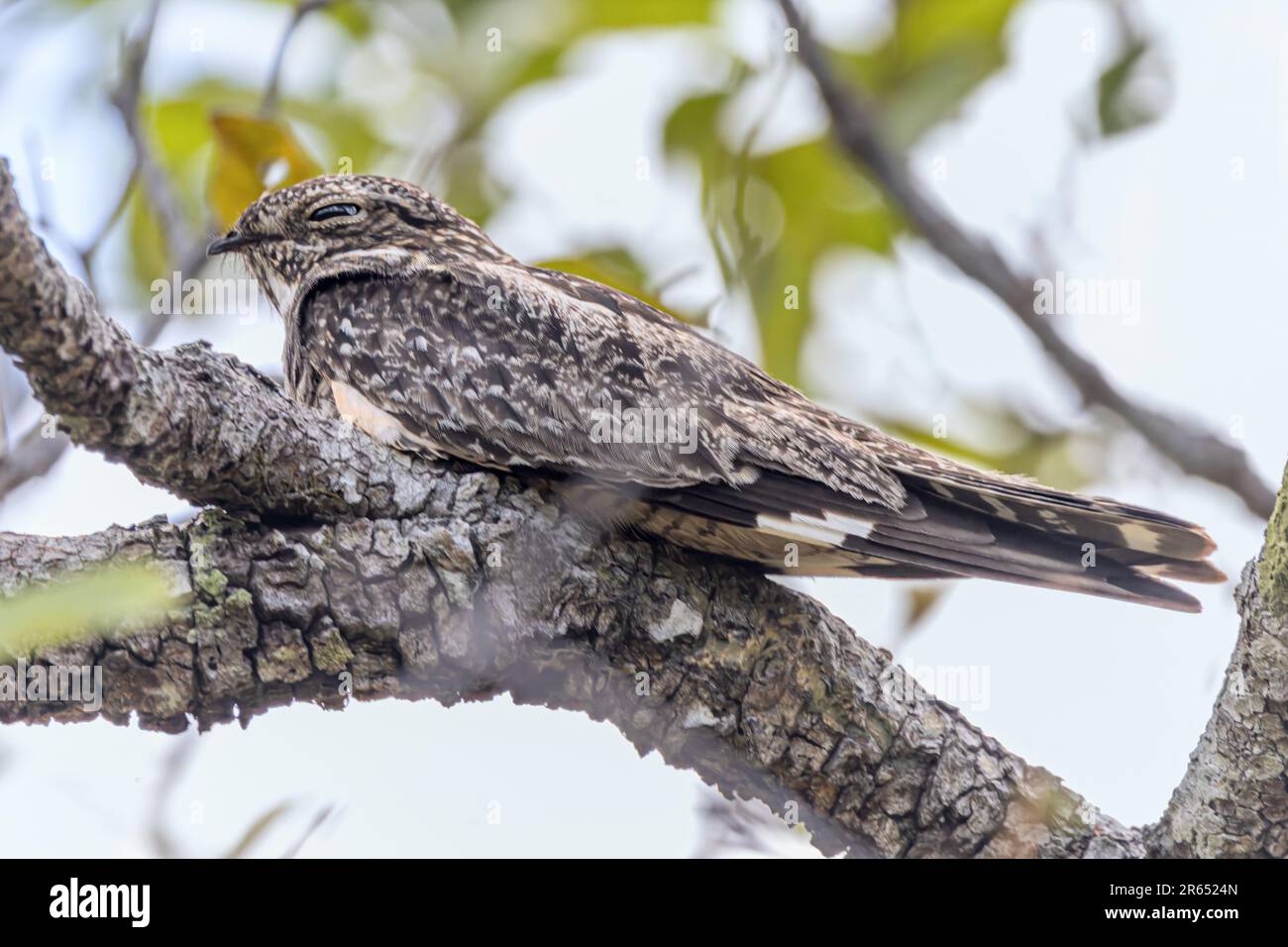 Ladder-tailed Nightjar, aka Nighthawk, Surama, Amerindian village ...