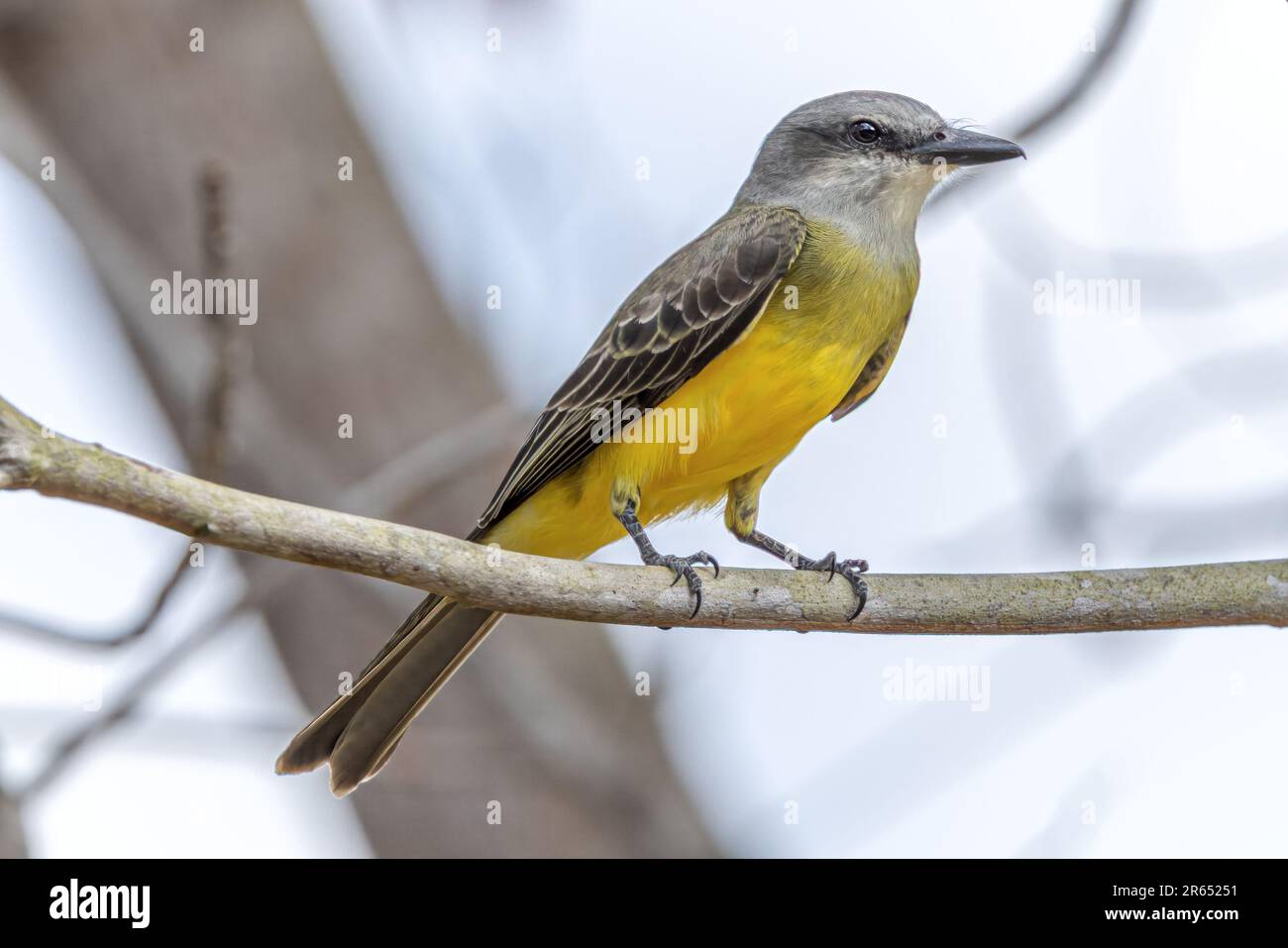 Tropical Kingbird, Surama, Amerindian village, North Rupununi, Upper ...
