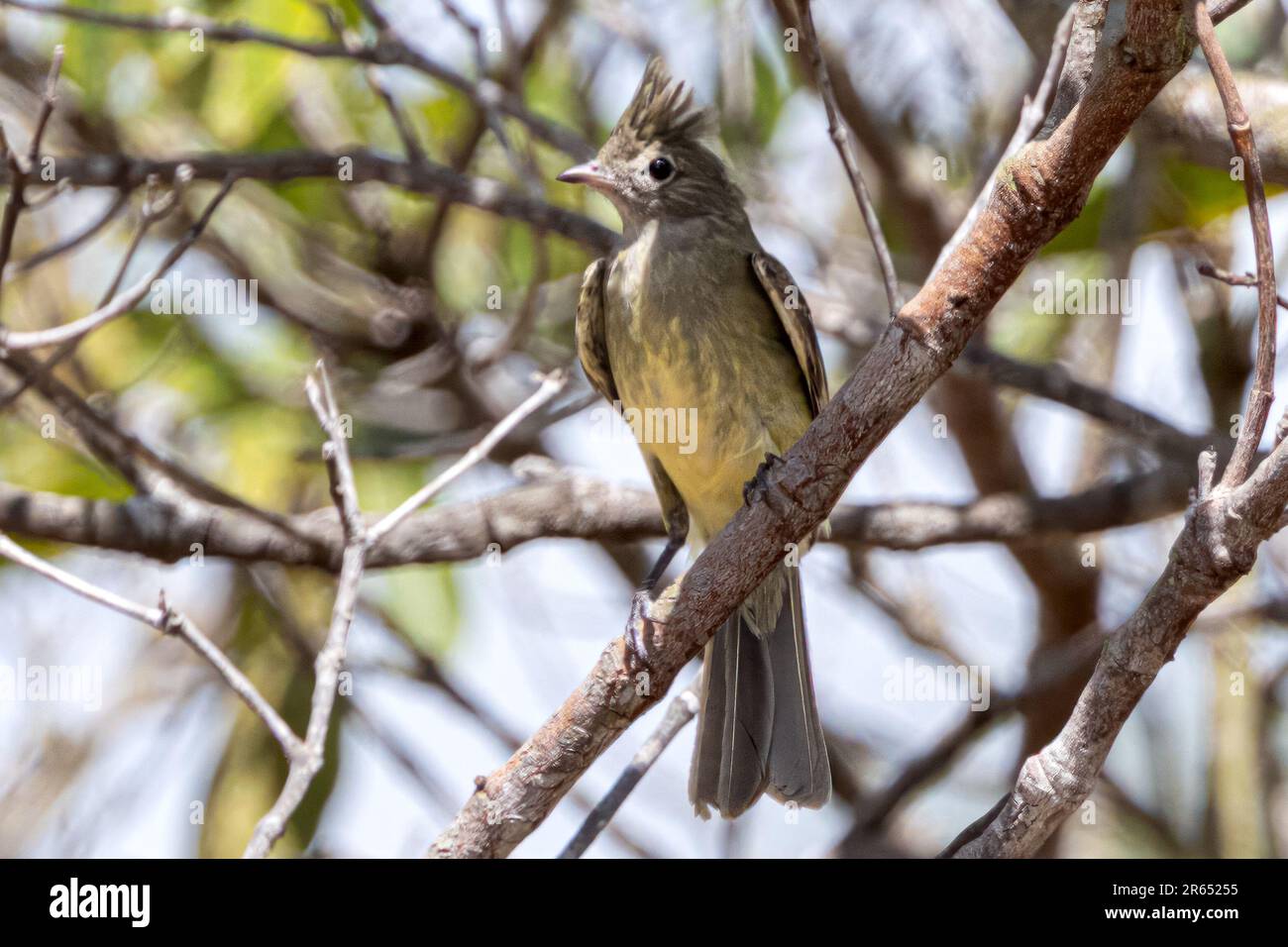 Yellow-bellied Elaenia, Surama, Amerindian village, North Rupununi ...