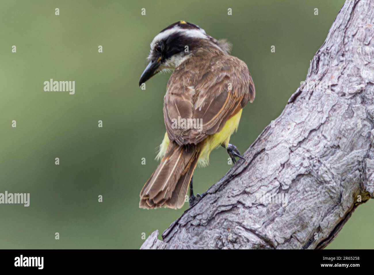 Great Kiskadee, Surama, Amerindian village, North Rupununi, Upper ...