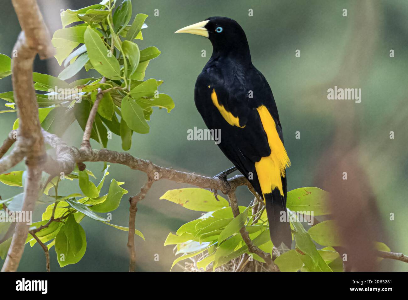 Yellow-rumped Cacique, Surama, Amerindian village, North Rupununi ...
