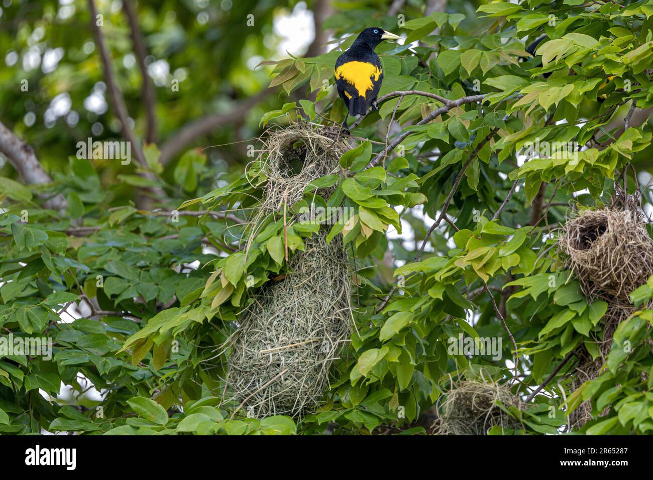 Yellow-rumped Cacique, Surama, Amerindian village, North Rupununi ...