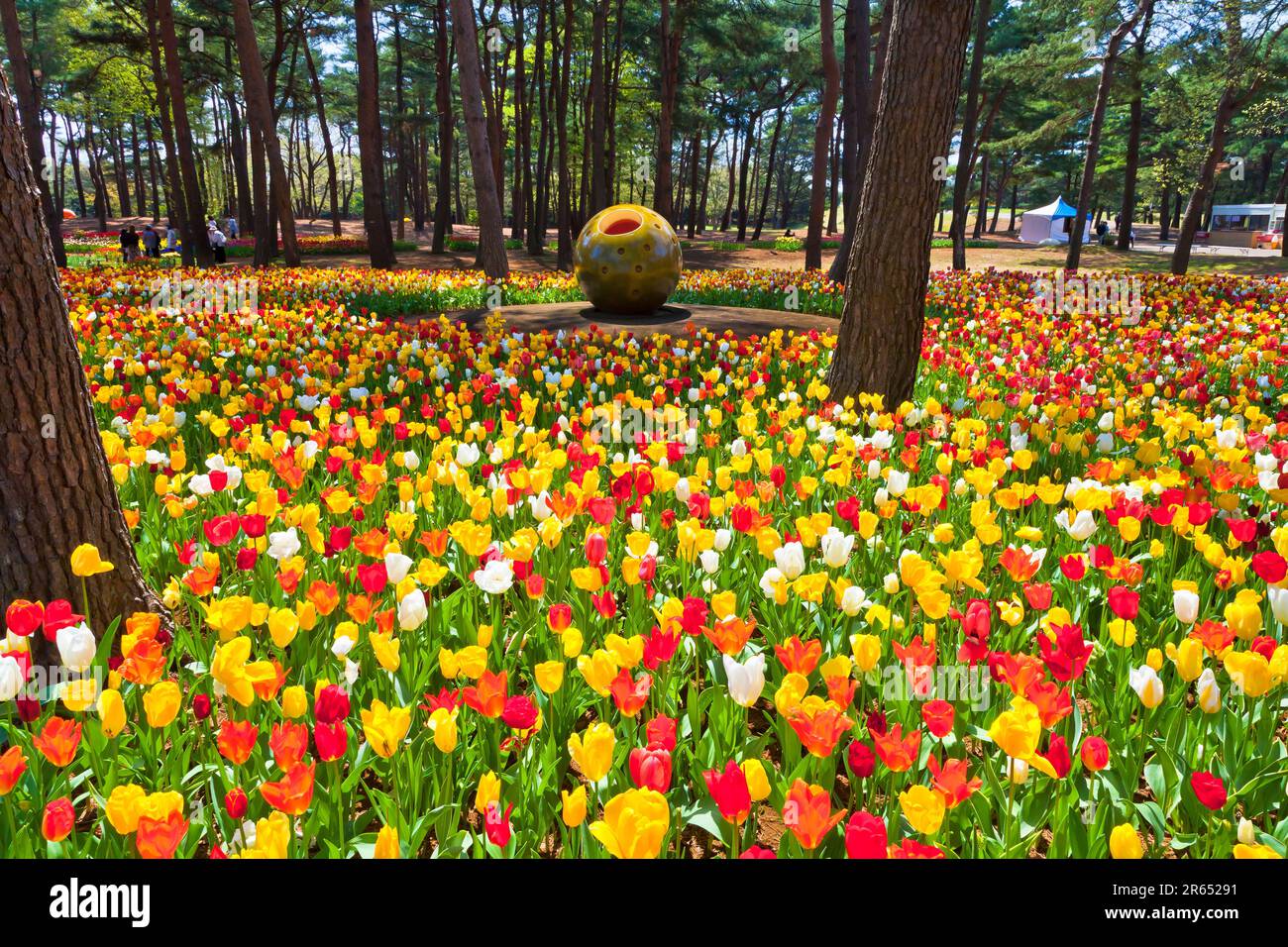 Hitachi seaside park hi-res stock photography and images - Alamy