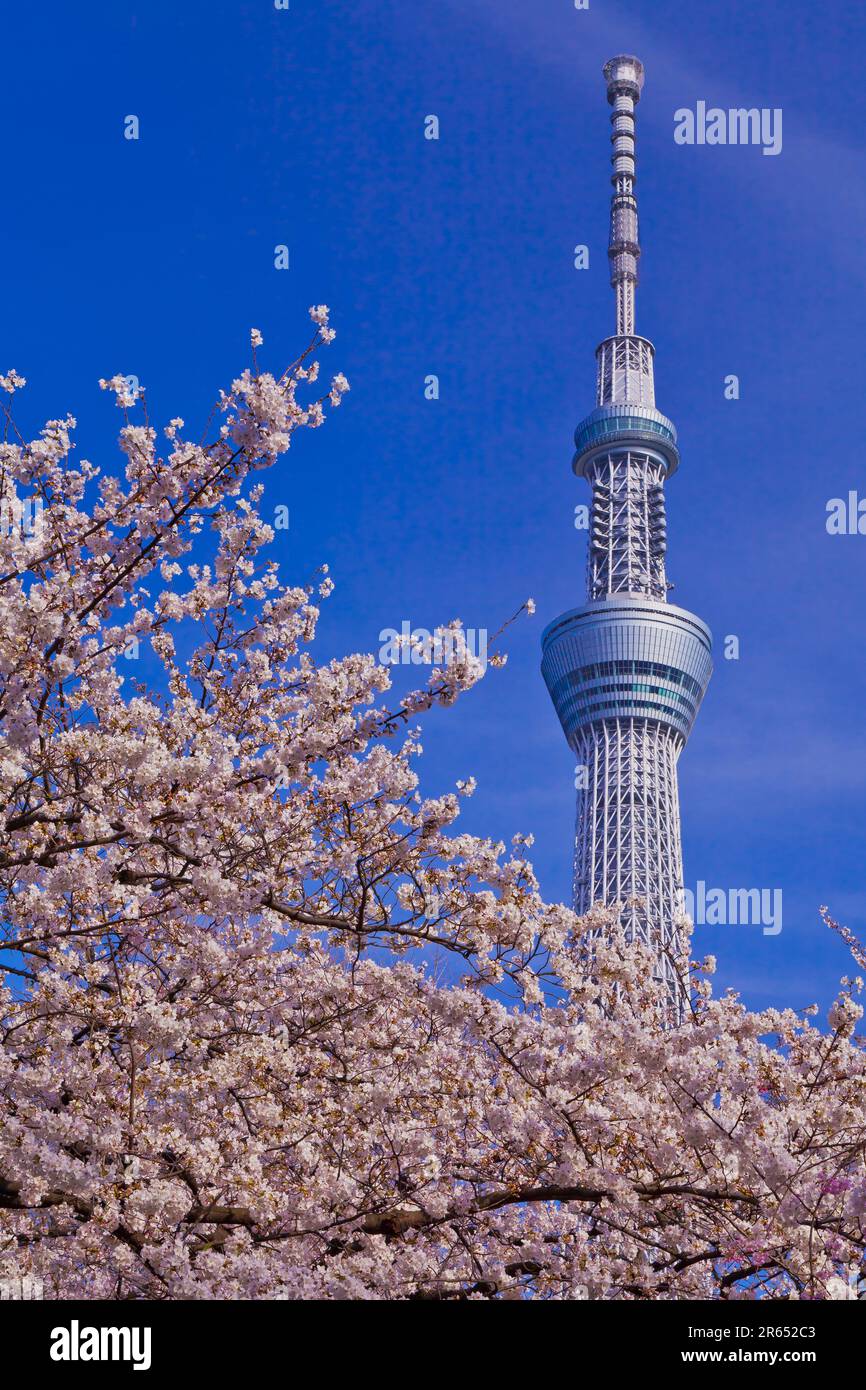 Tokyo Sky Tree and cherry blossoms in Sumida Park Stock Photo - Alamy