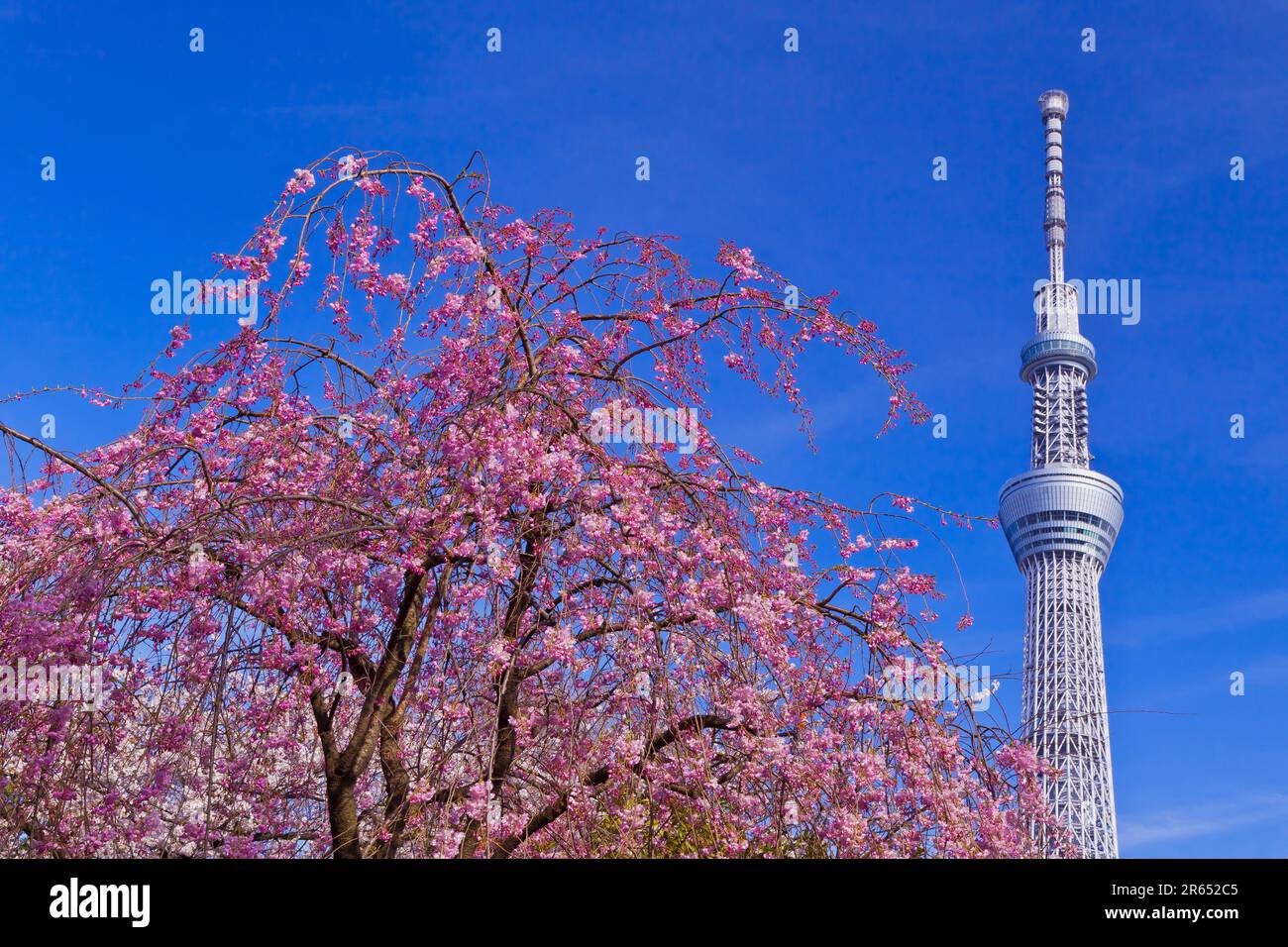 Tokyo Sky Tree and cherry blossoms in Sumida Park Stock Photo - Alamy