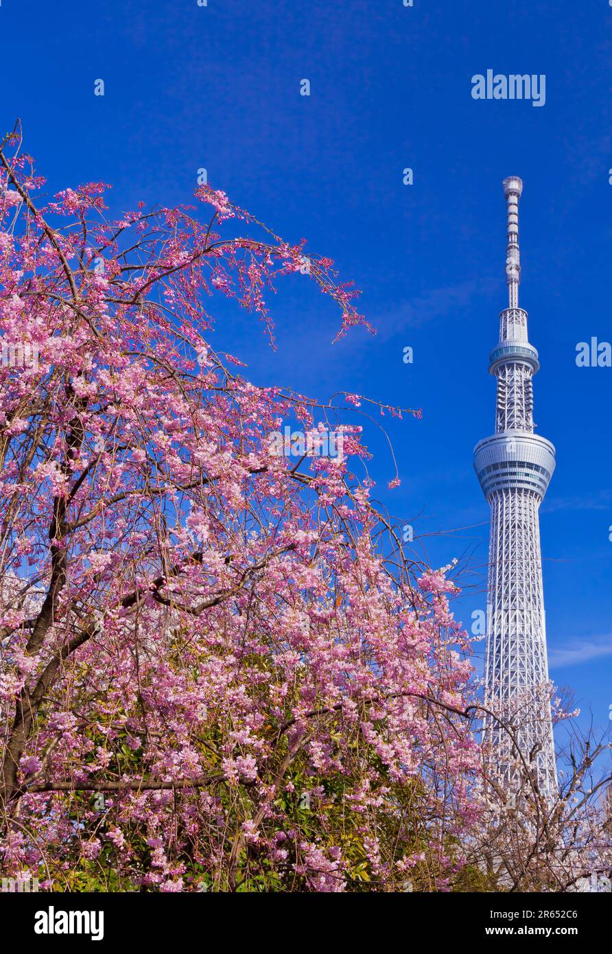 Tokyo Sky Tree and cherry blossoms in Sumida Park Stock Photo - Alamy