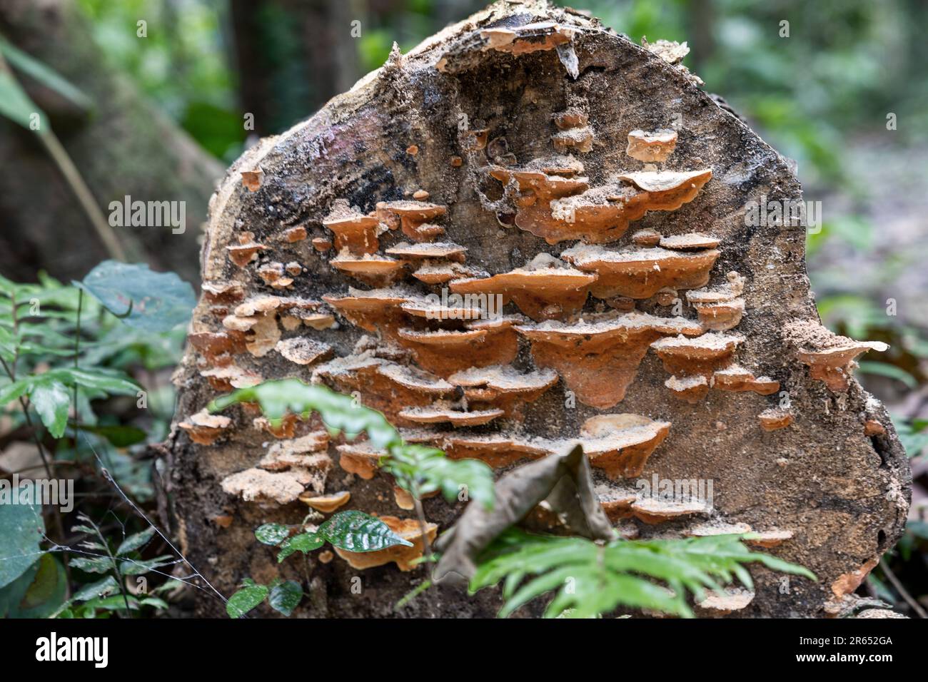 Bracket Fungus, Burro Burro River, Surama, Amerindian village, North ...