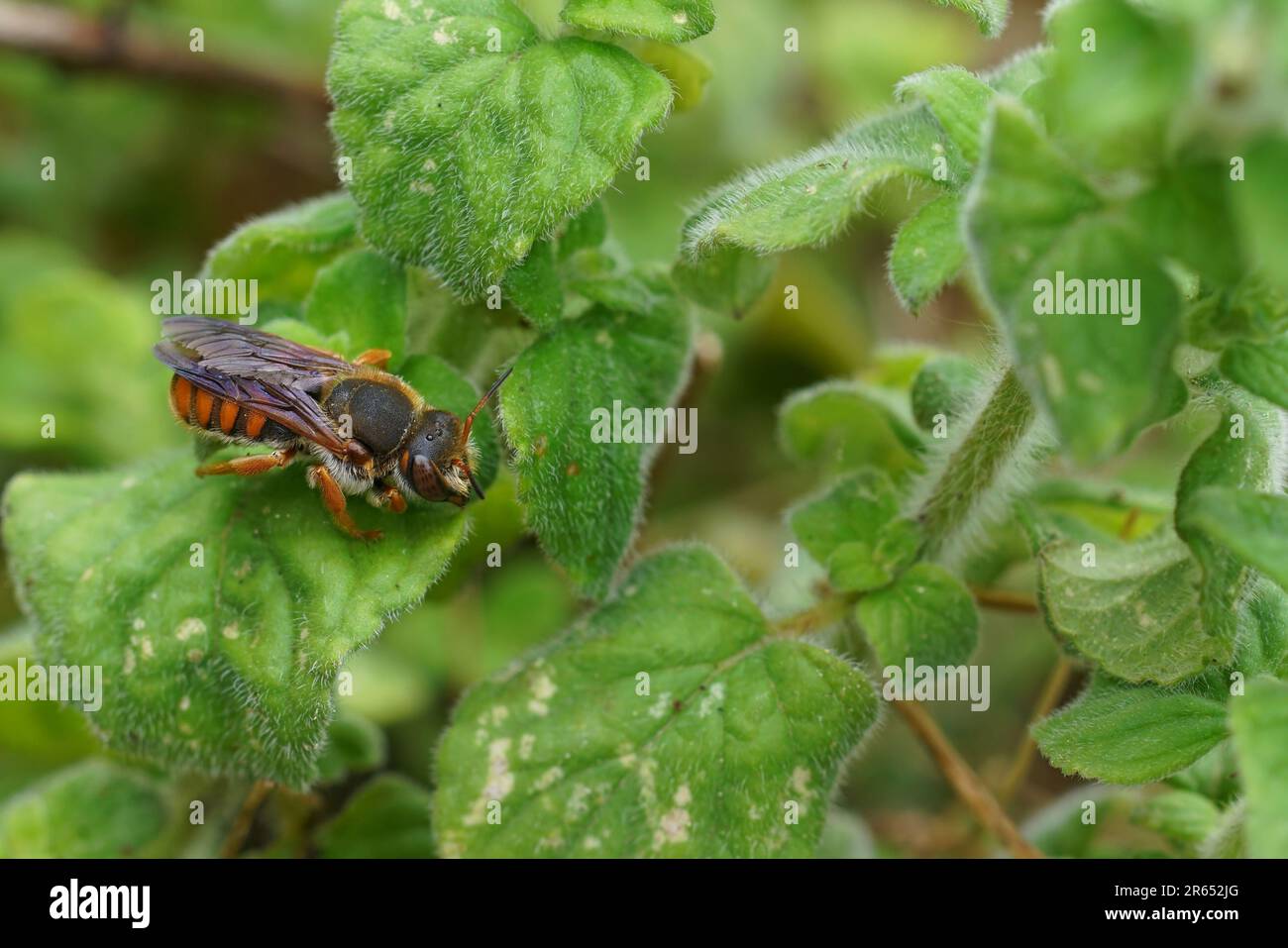 Natural closeup on the colorful, rare and endangered Spotted Red-resin ...