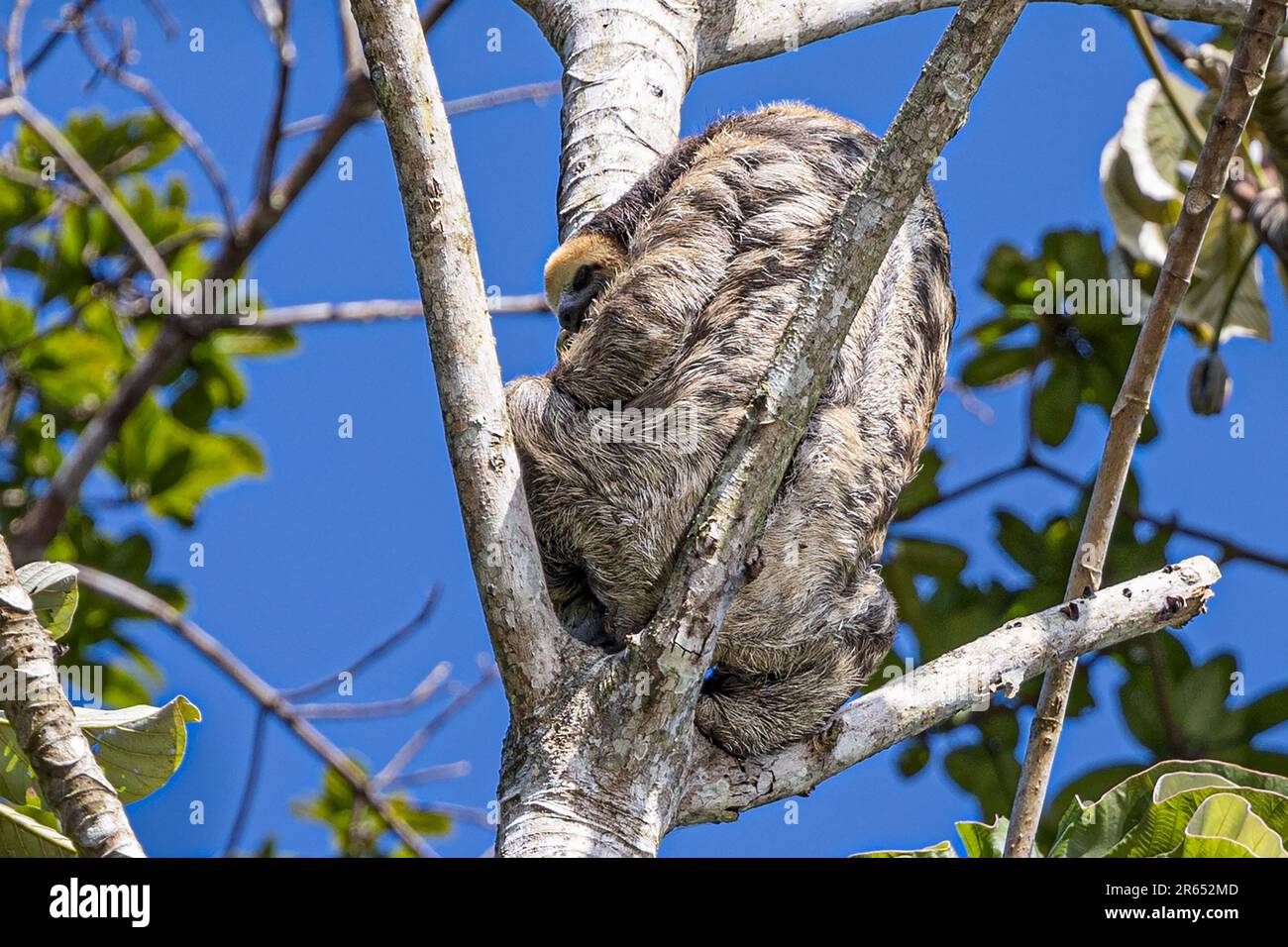 Pale throated three-toe Sloth, Burro Burro River, Surama, Amerindian ...