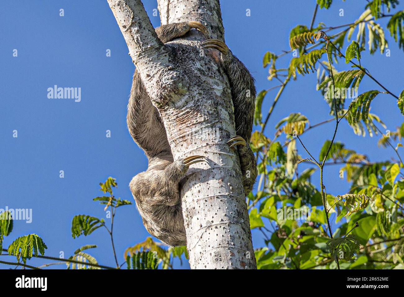 Pale throated three-toe Sloth, Burro Burro River, Surama, Amerindian ...