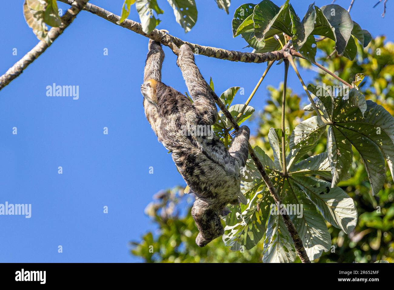Pale throated three-toe Sloth, Burro Burro River, Surama, Amerindian ...