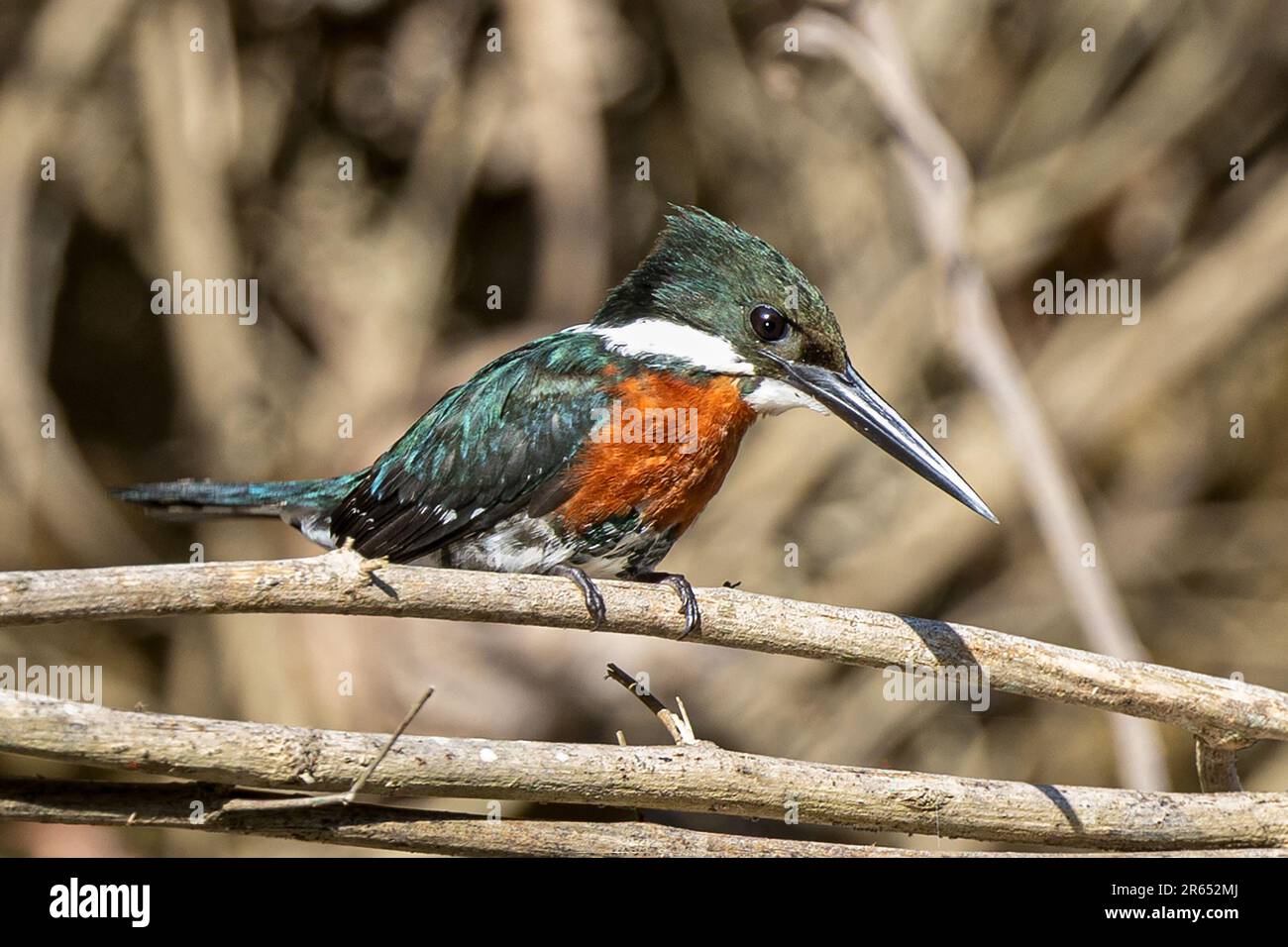 Amazon Kingfisher, male, Rupununi River, Surama, Amerindian village ...