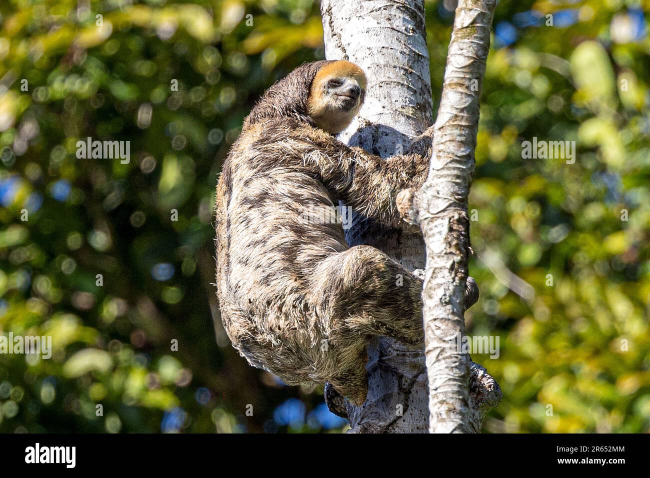 Pale throated three-toe Sloth, Burro Burro River, Surama, Amerindian ...