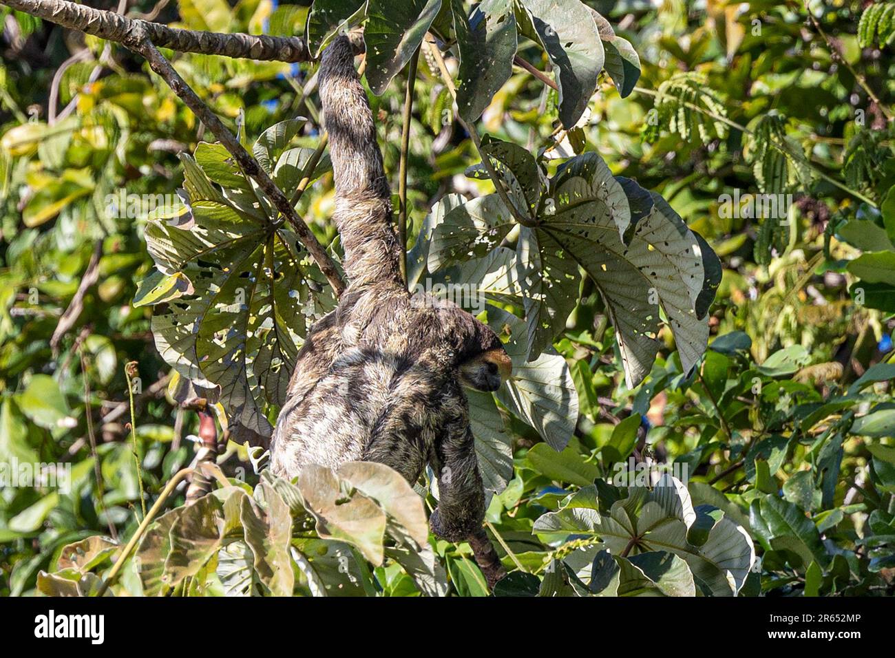 Pale throated three-toe Sloth, Burro Burro River, Surama, Amerindian ...