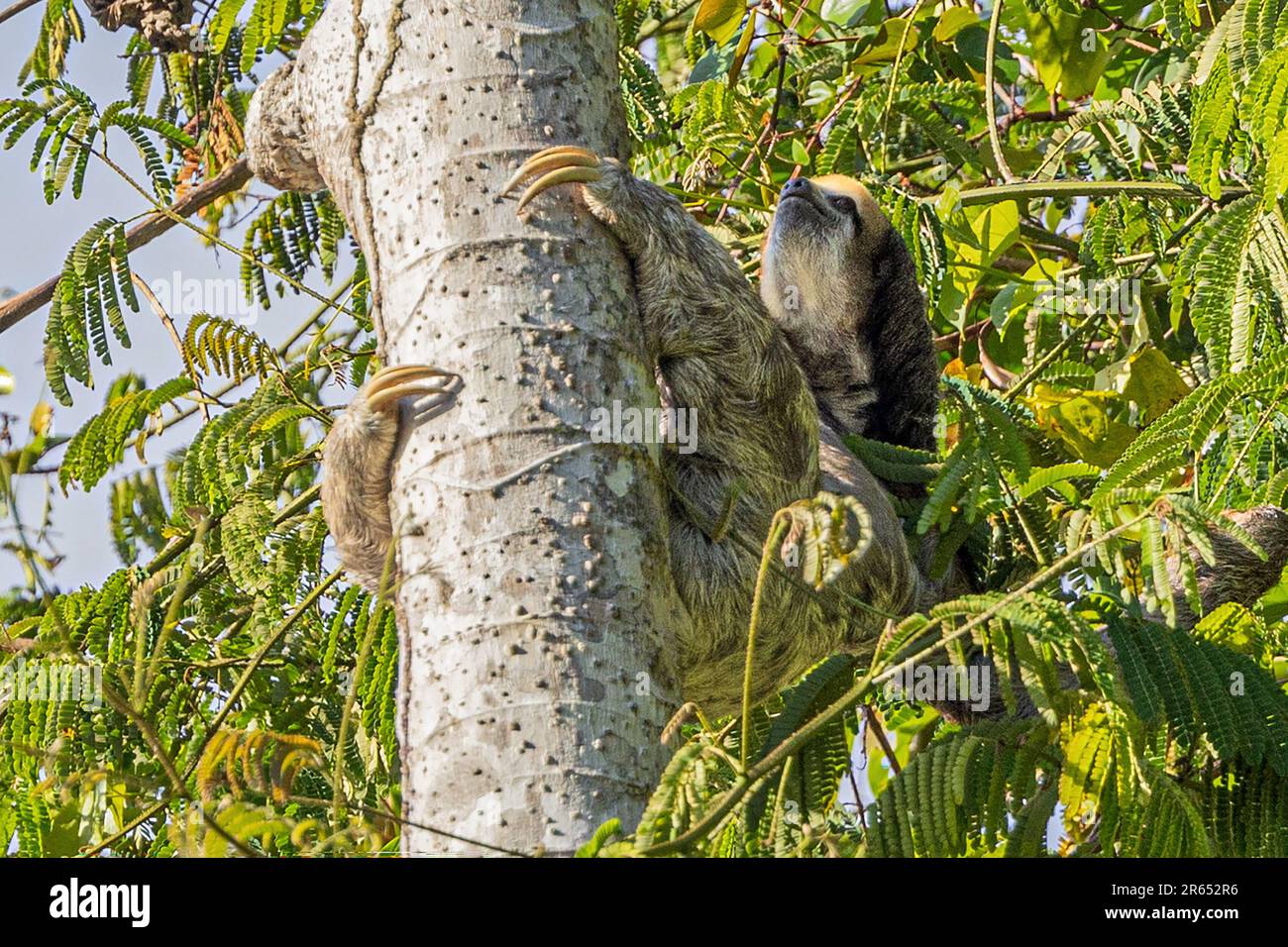 Pale throated three-toe Sloth, Burro Burro River, Surama, Amerindian ...