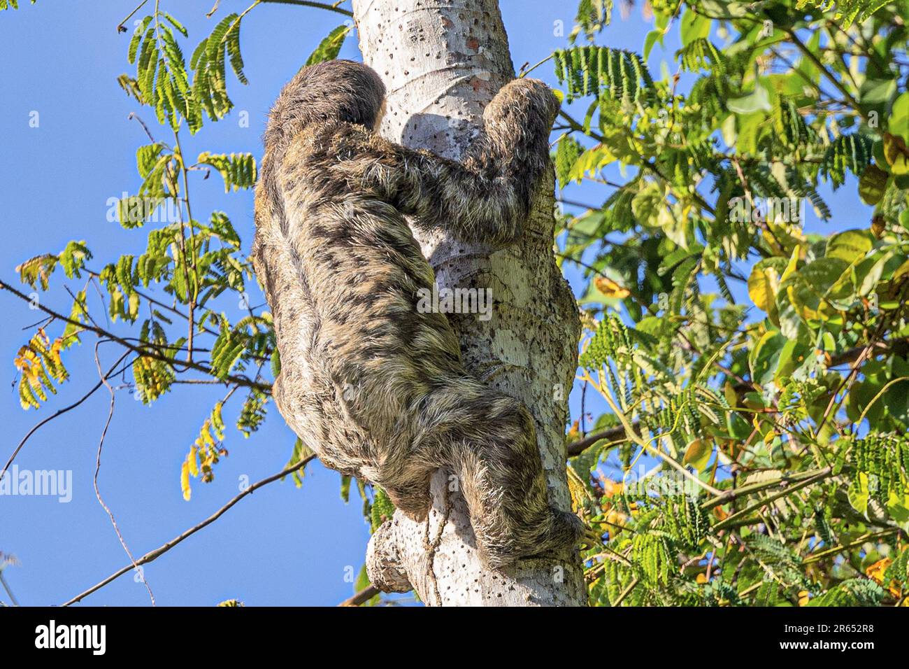 Pale throated three-toe Sloth, climbing, Burro Burro River, Surama ...