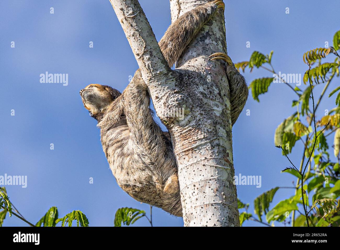Pale throated three-toe Sloth, Burro Burro River, Surama, Amerindian ...