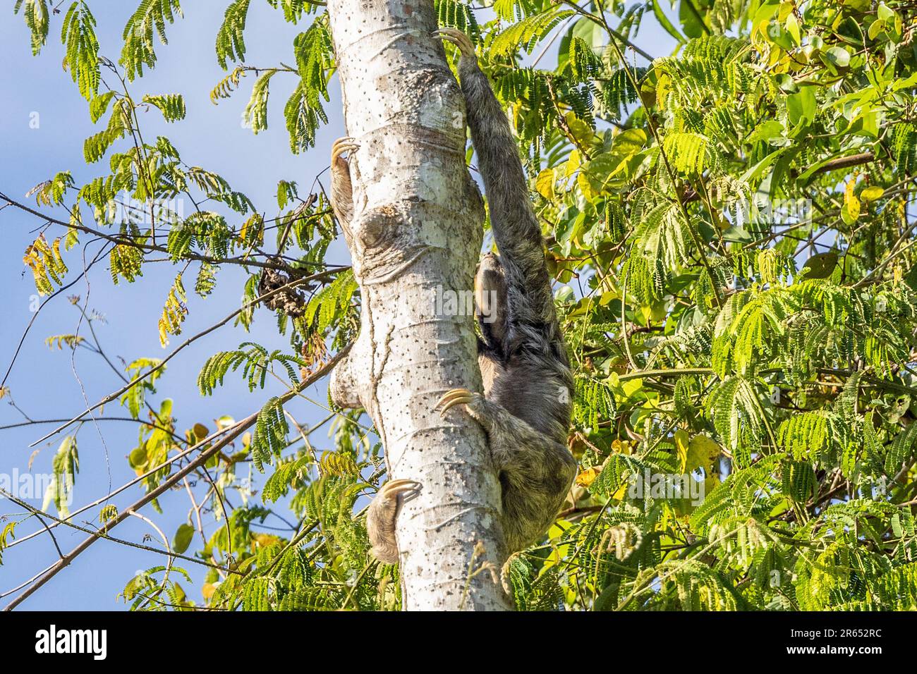 Pale throated three-toe Sloth, climbing, Burro Burro River, Surama ...