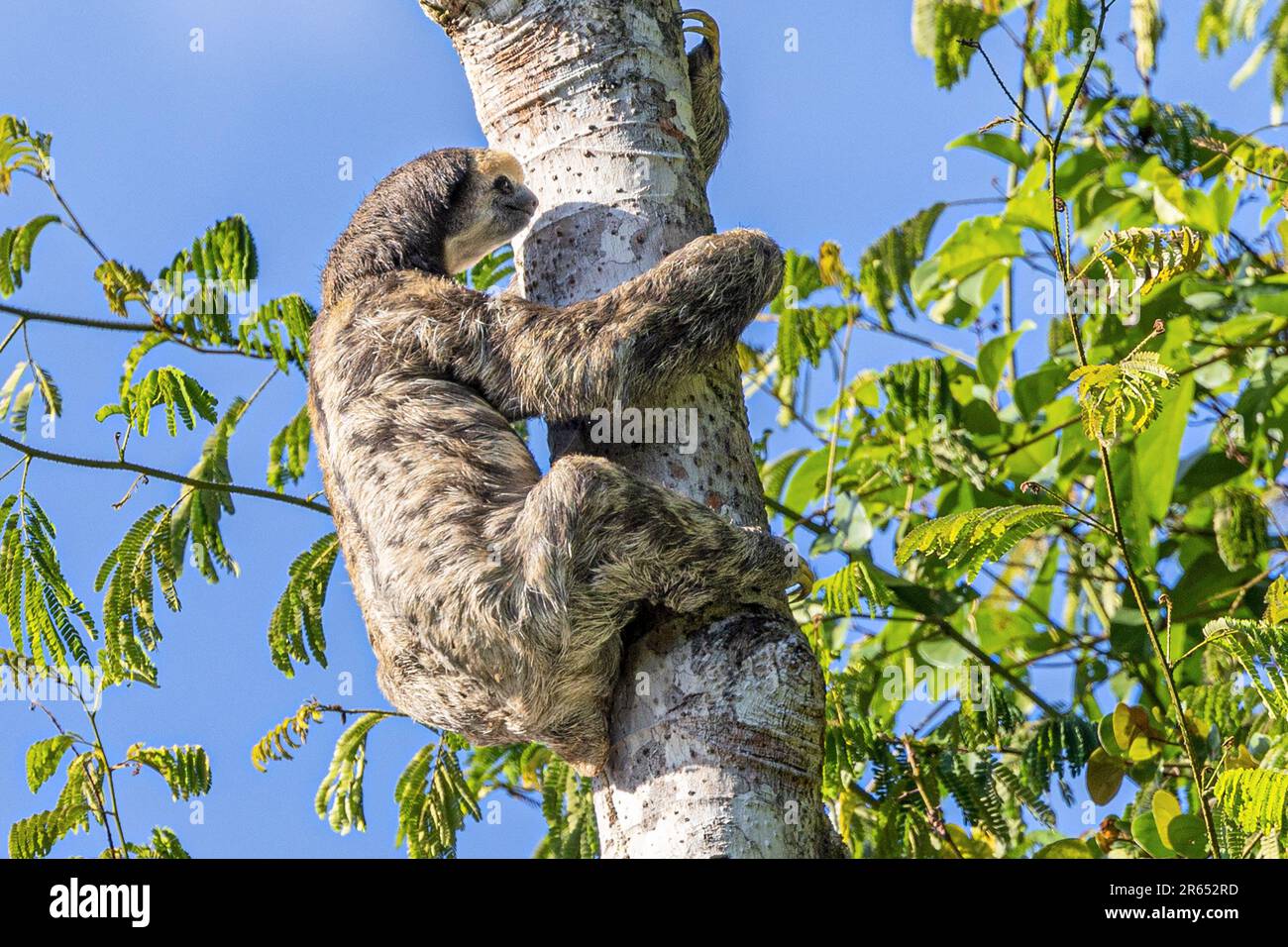 Pale throated three-toe Sloth, Burro Burro River, Surama, Amerindian ...