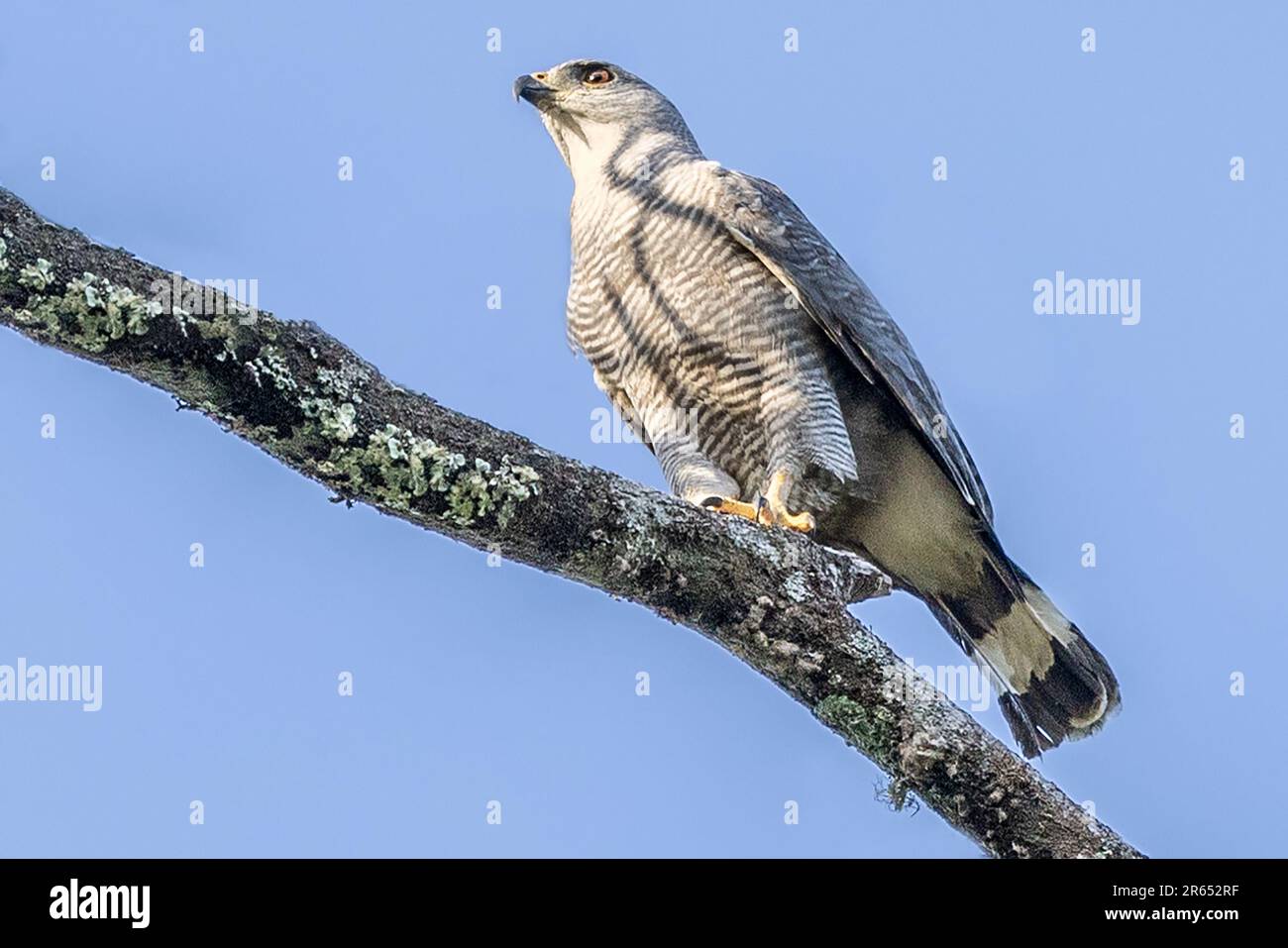 Gray-lined Hawk, Burro Burro River, Surama, Amerindian village, North ...