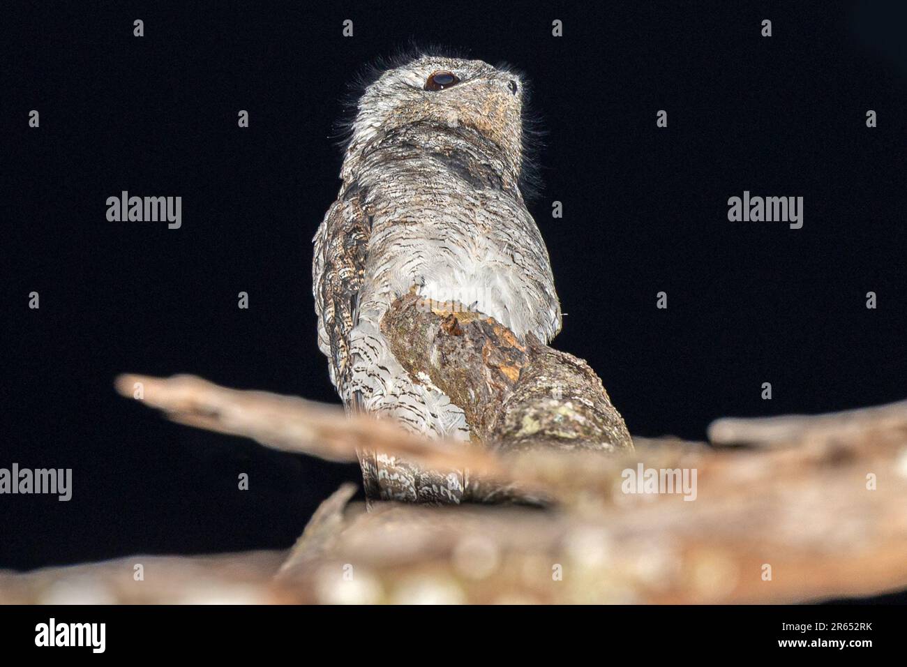 Great Potoo, Burro Burro River, Surama, Amerindian village, North ...