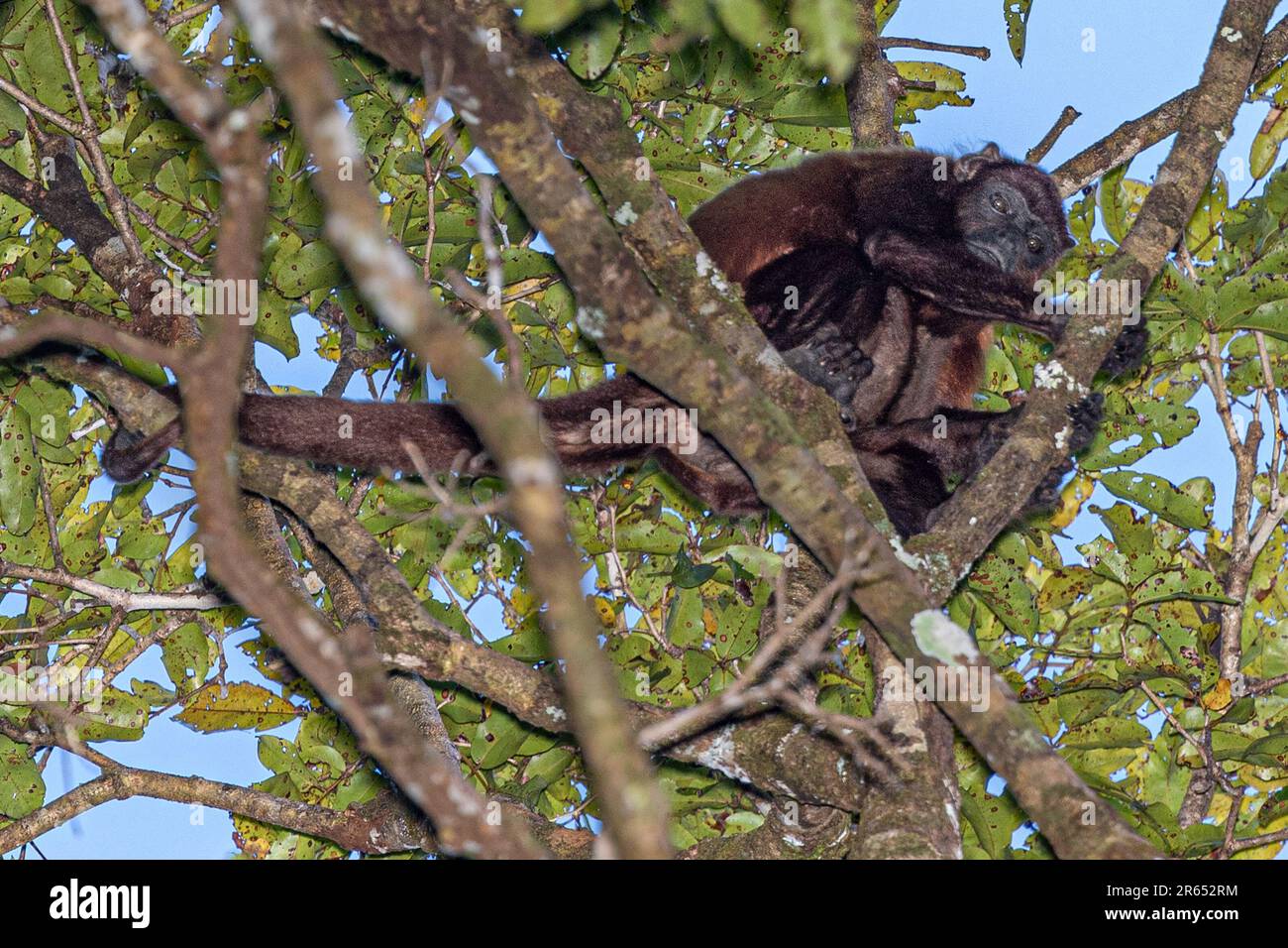 Guyanan red howler, Alouatta macconnelli, monkey, Burro Burro River ...